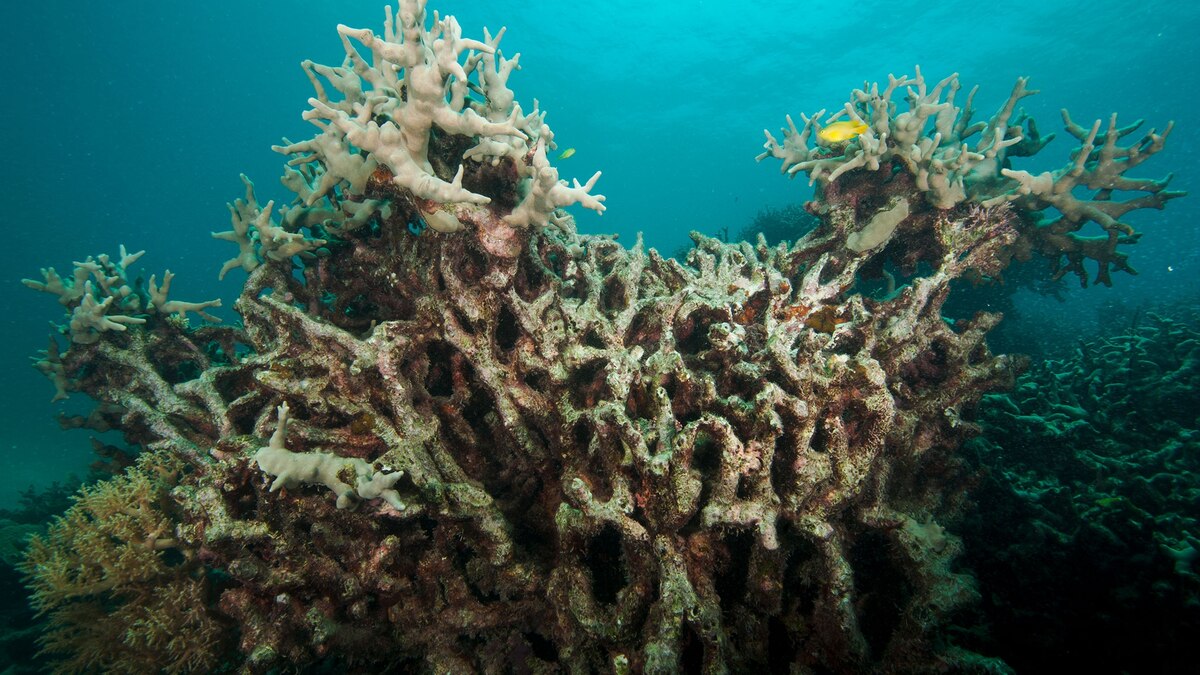 Australia Launches Competition to Save the Great Barrier Reef ...