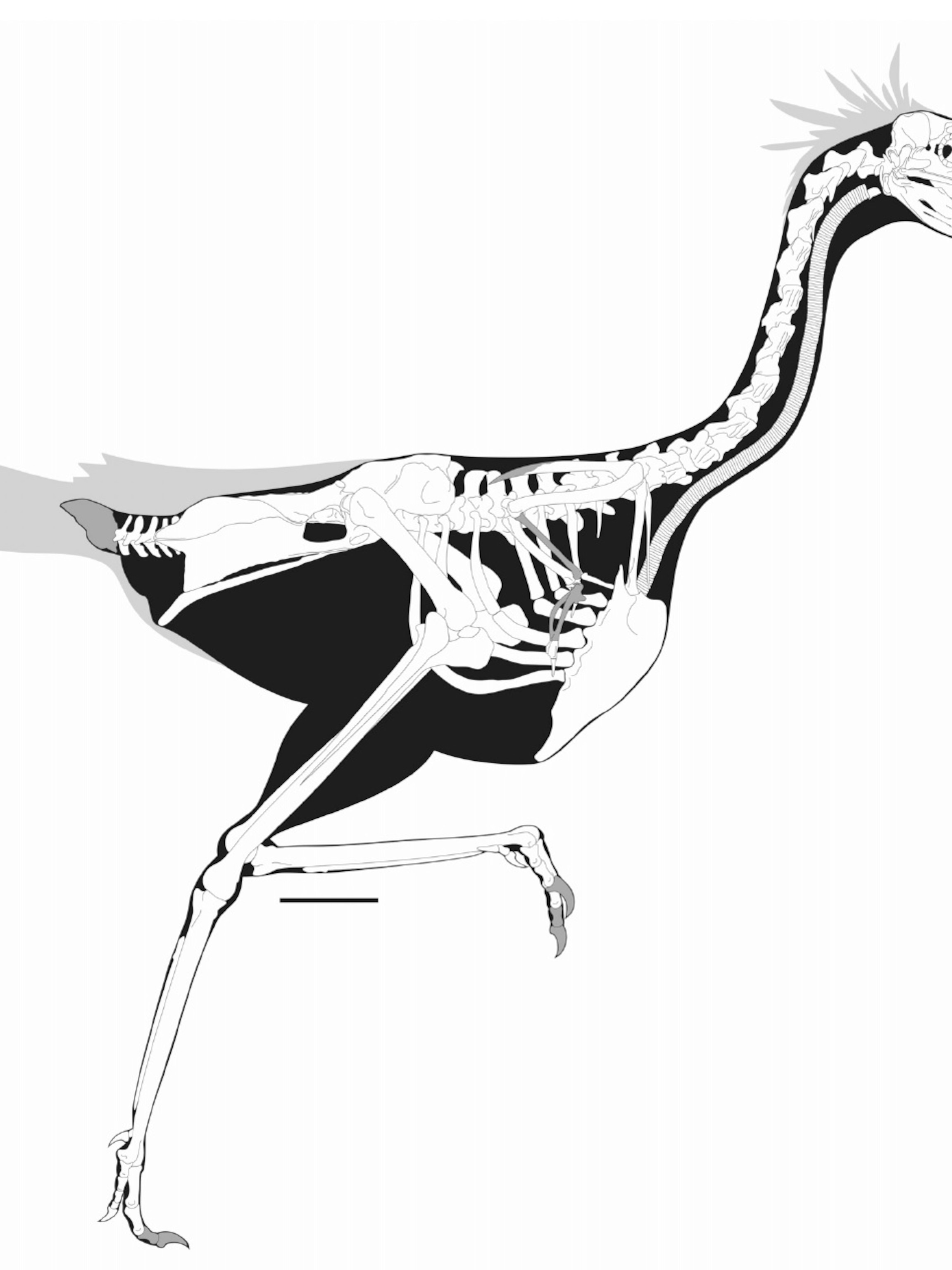 Terror Bird Skeleton
