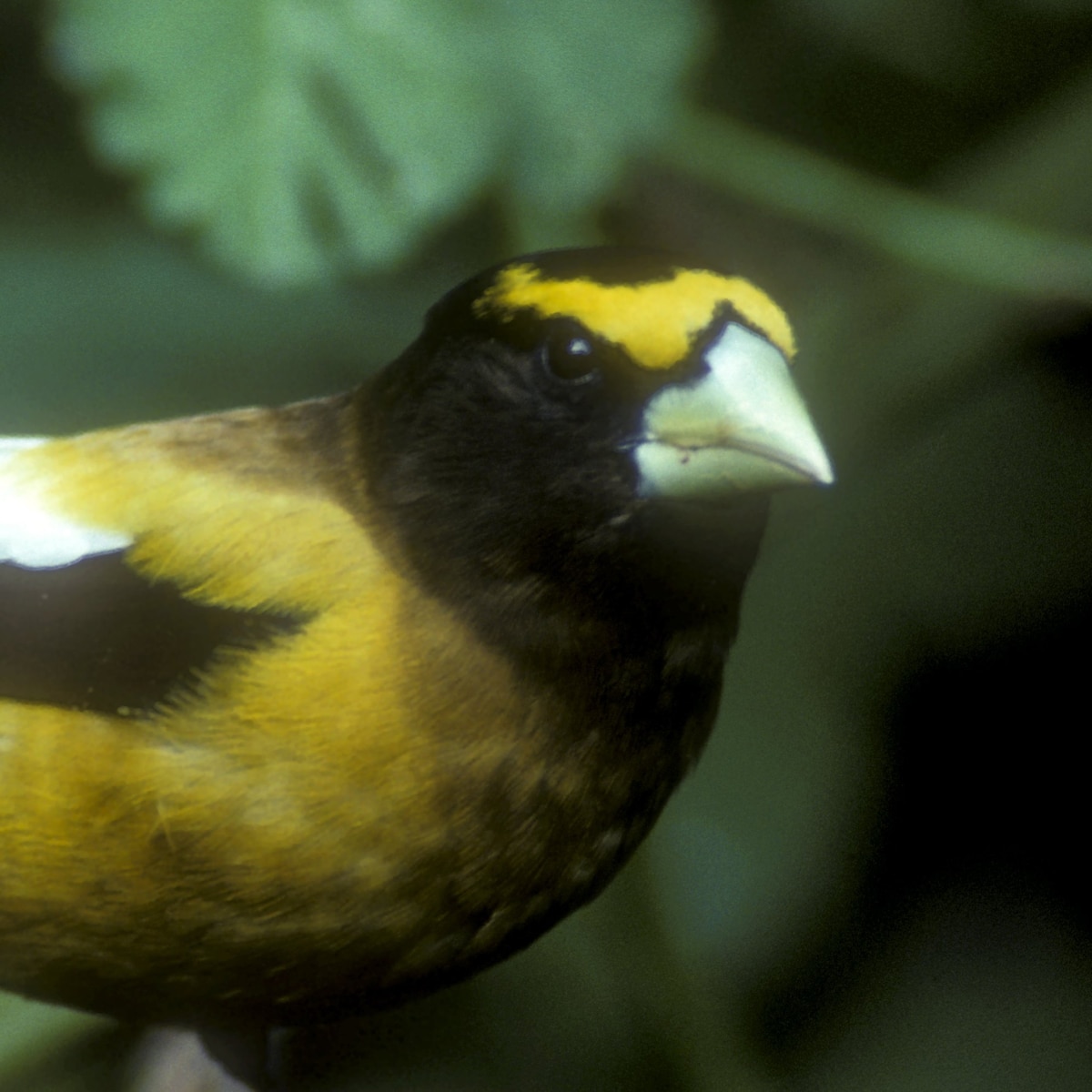 Evening Grosbeak | National Geographic | National Geographic