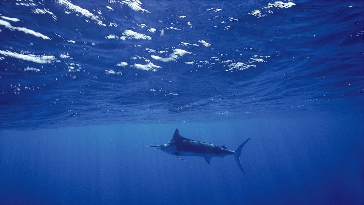 Climate Change Is Suffocating Large Parts of the Ocean | National ...