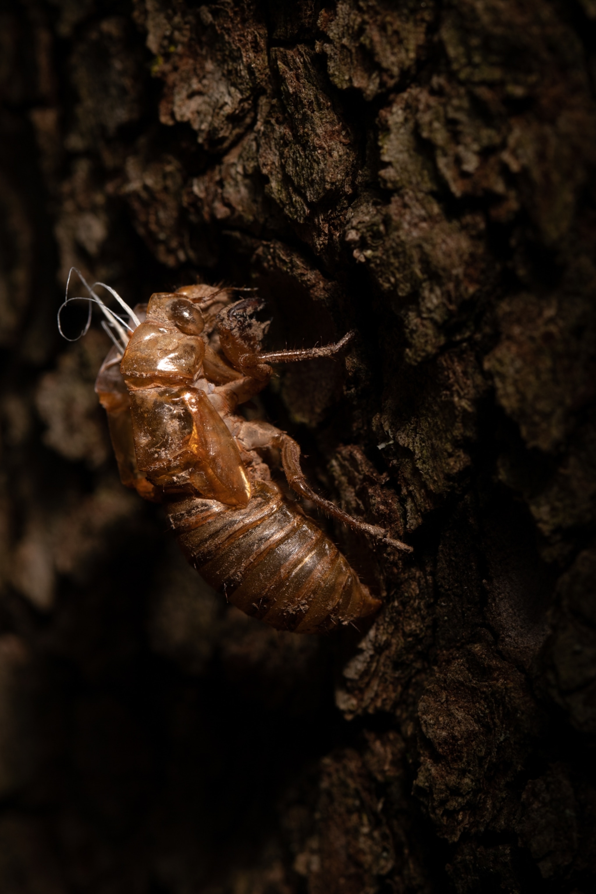 What happens when cicadas erupt en masse right into the National Zoo?