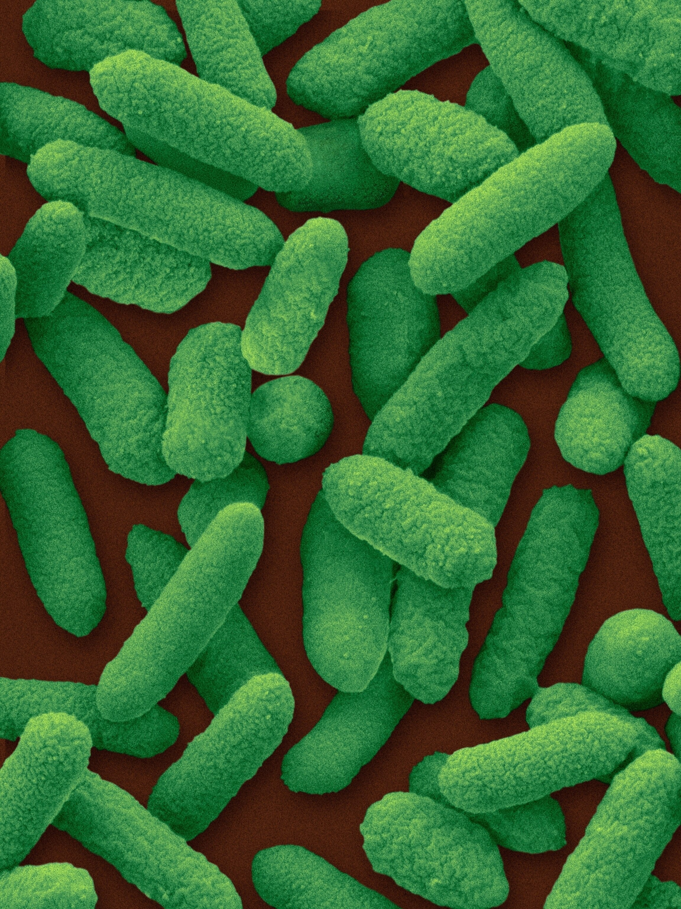 The microbe behind the baby formula recall can be benign—or deadly