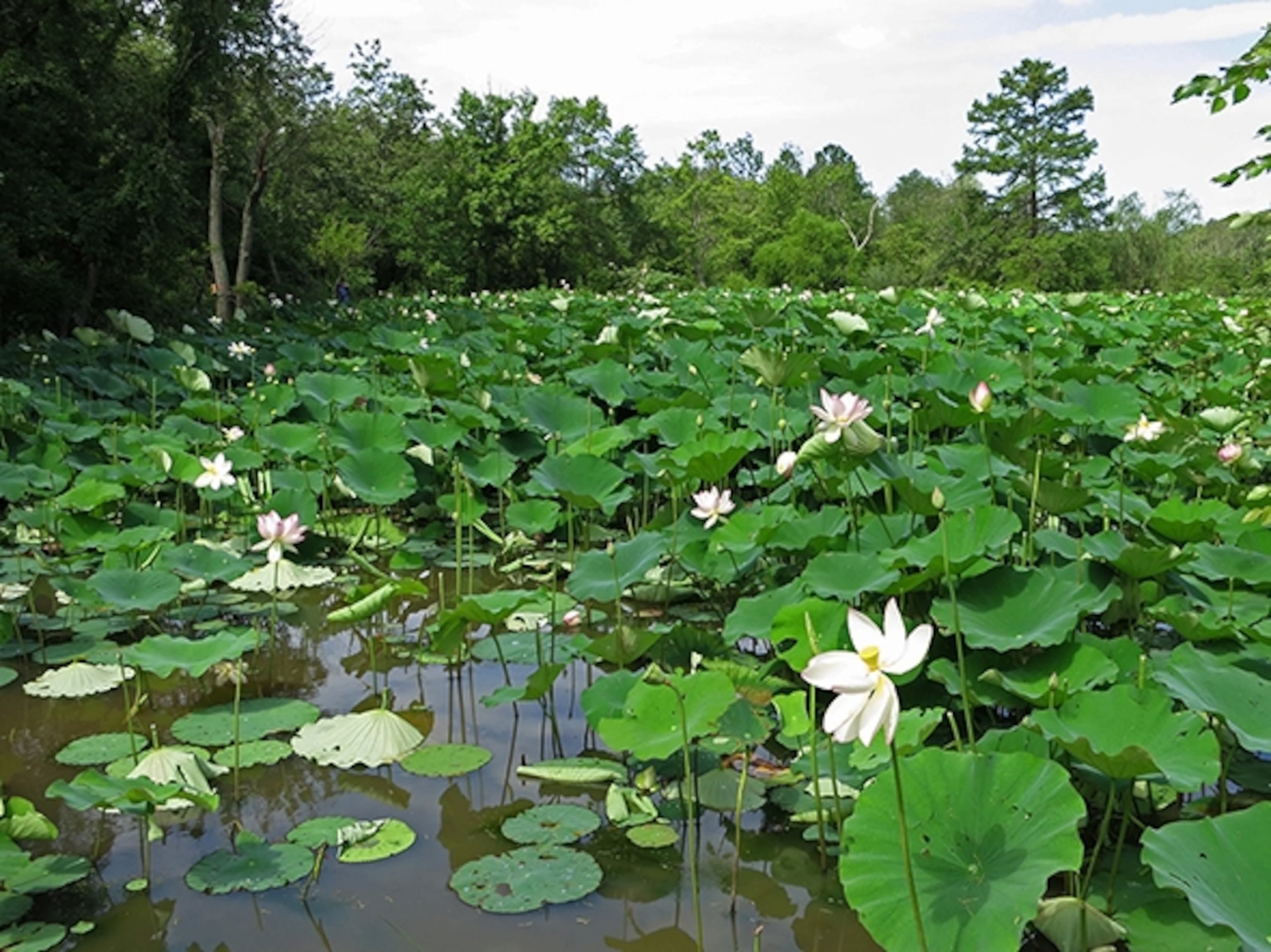 Finding Life in a D.C. Swamp | National Geographic