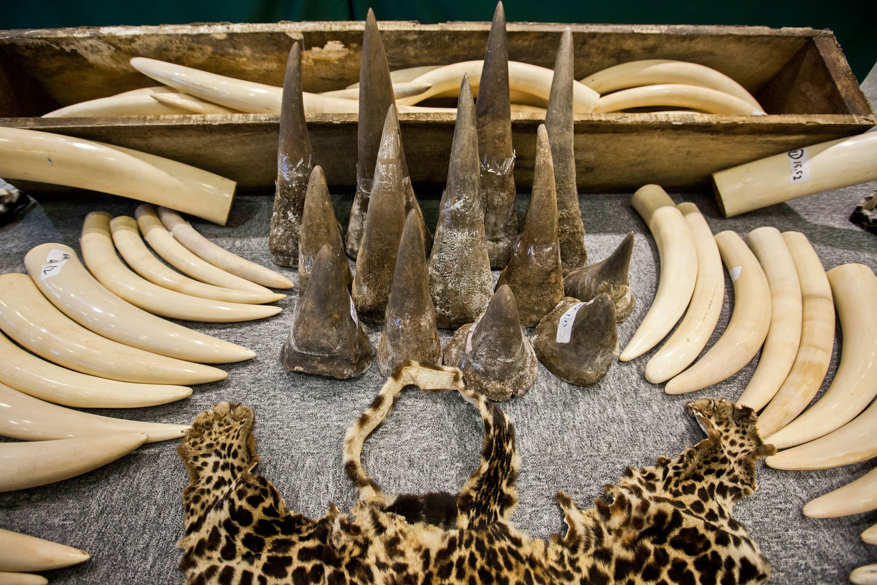 How World's Largest Legal Ivory Market Fuels Demand for Illegal Ivory