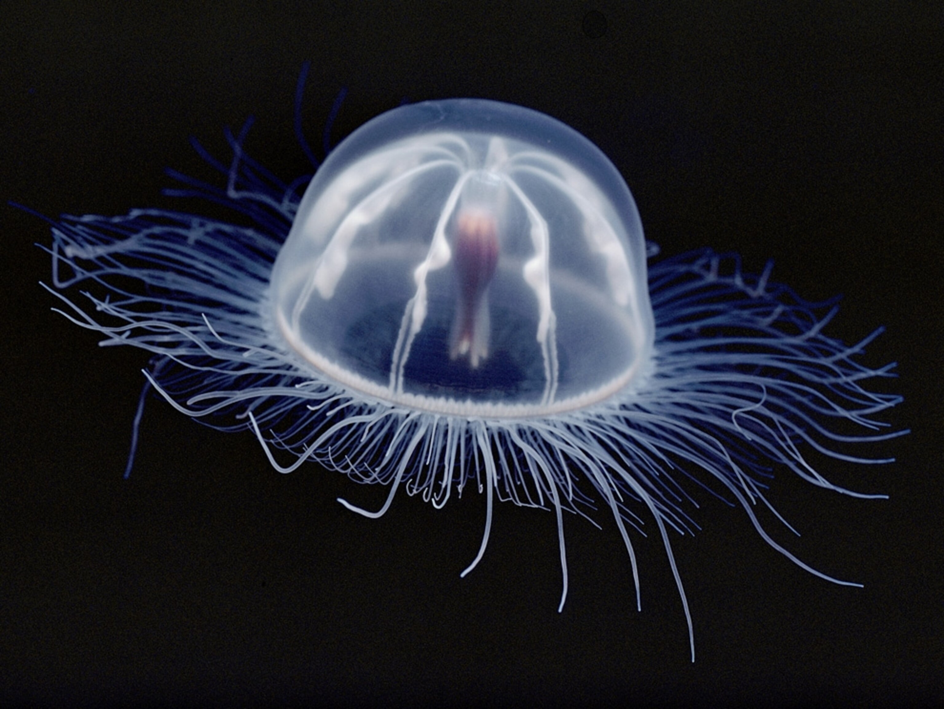 Translucent Marine Animals