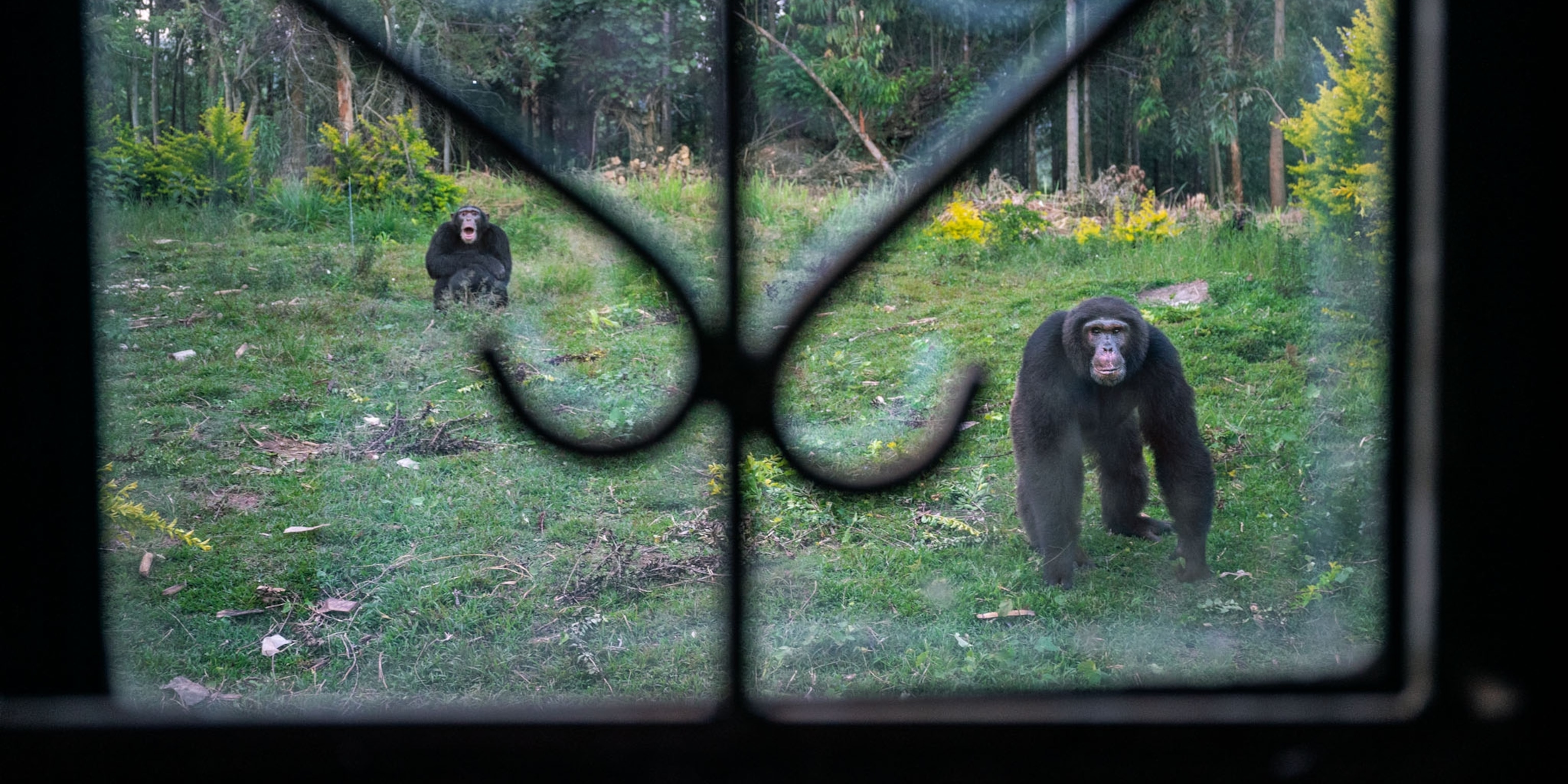 National Geographic Humanzee