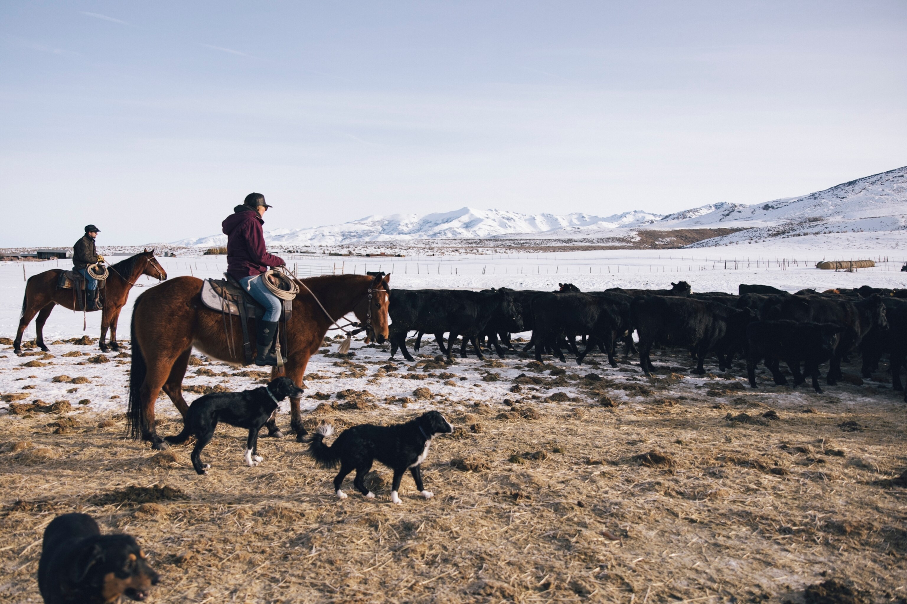 Every year the spirit of the American West is awakened in Nevada
