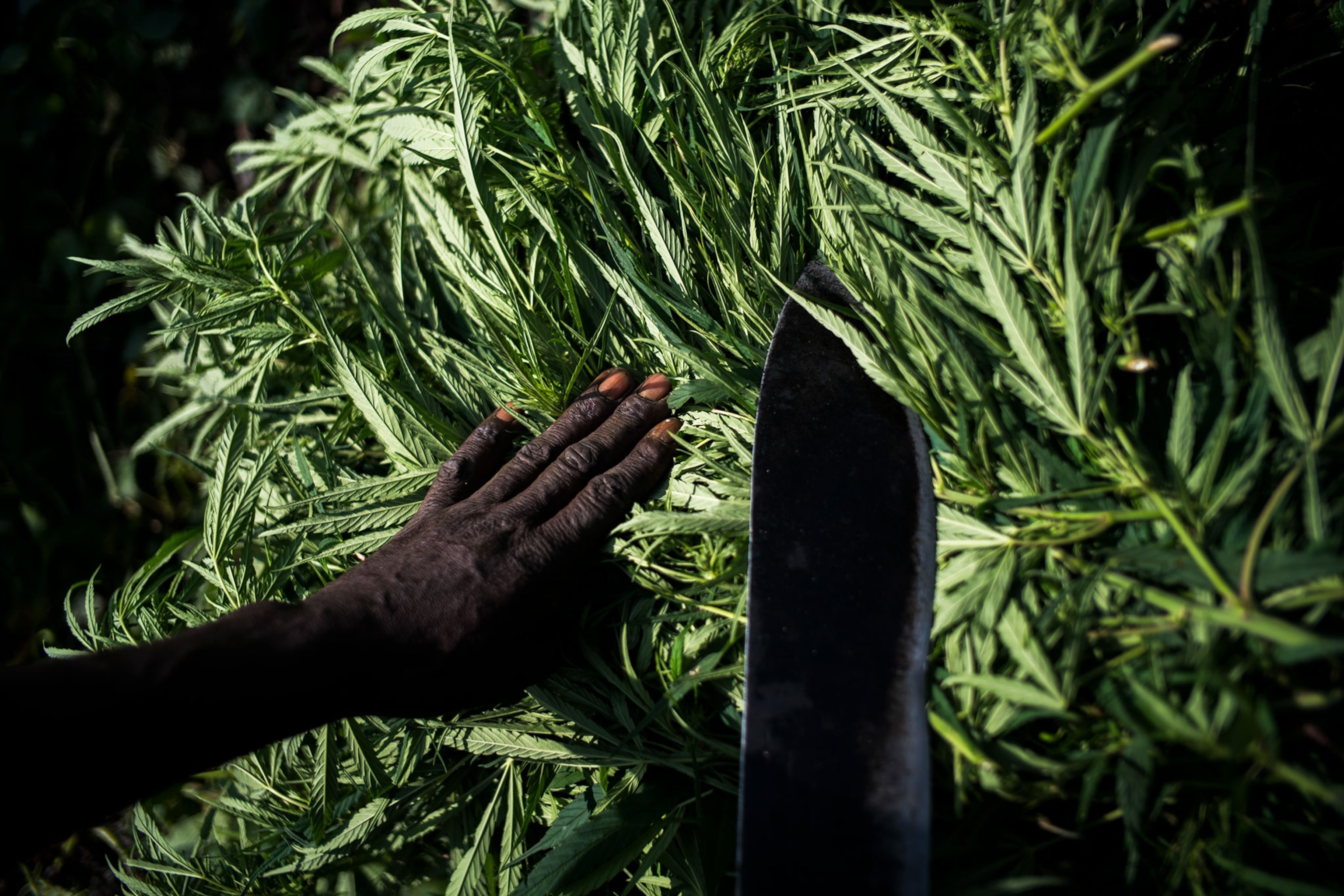 Why Pygmies Are Dealing Weed to Survive in the Congo