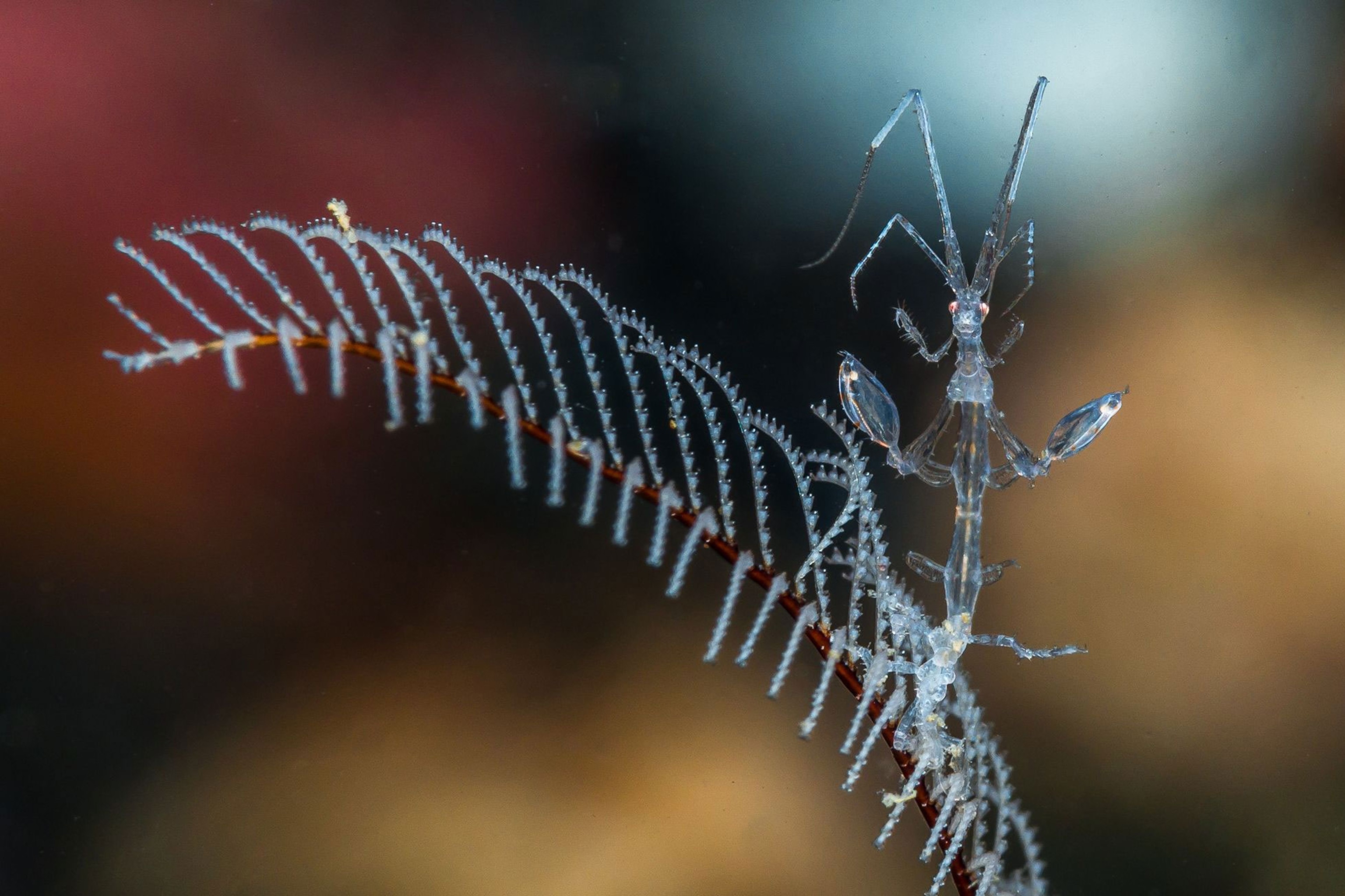 Beautiful Underwater Photos From National Geographic Your Shot