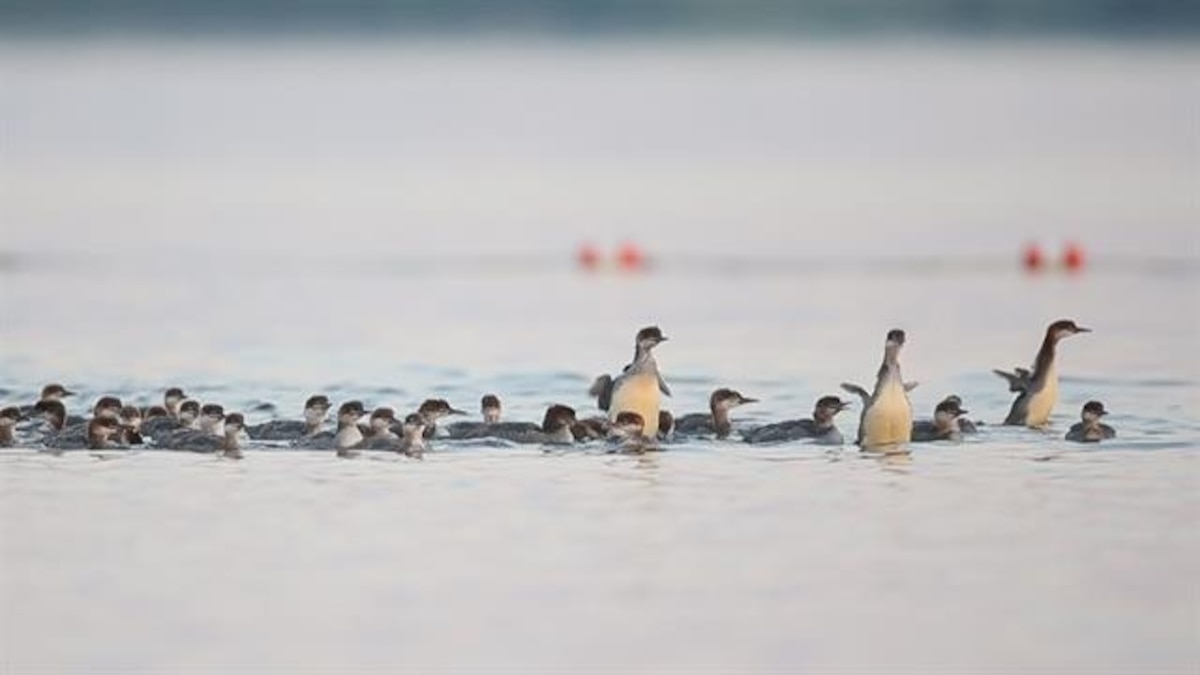 Video: How One Mother Duck Can Raise 76 Ducklings | National Geographic