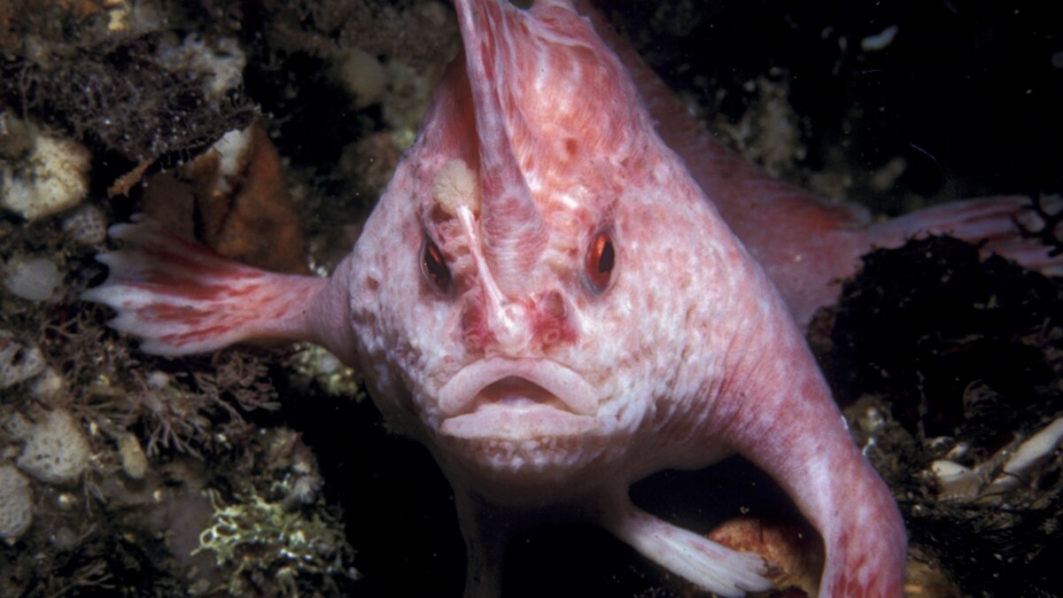 Real Murloc Comments 125 To 86 Of 220 Murloc RPG Classic By Tkon