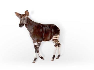 Okapi, facts and photos