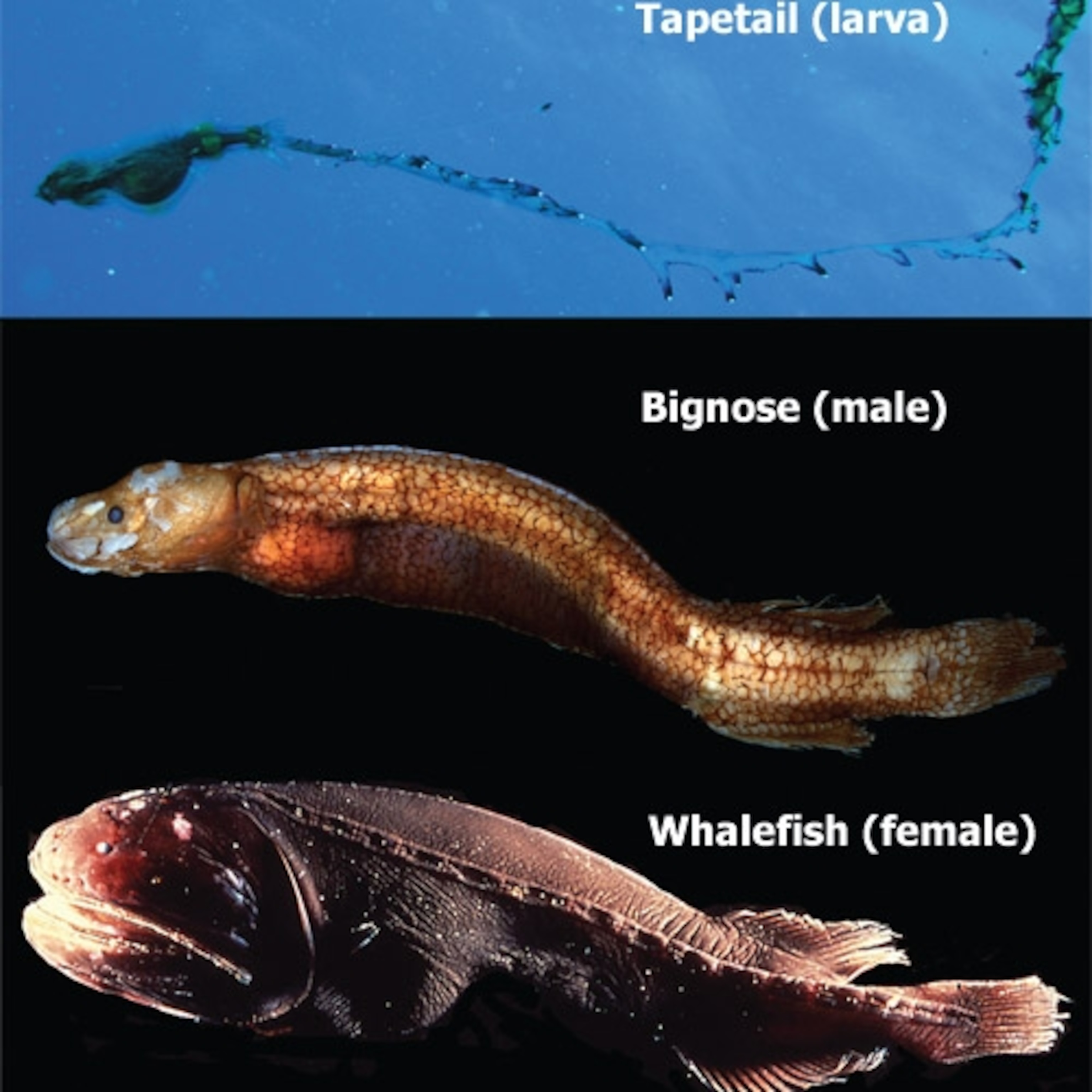 Three groups of fish are actually the males, females and larvae of one ...