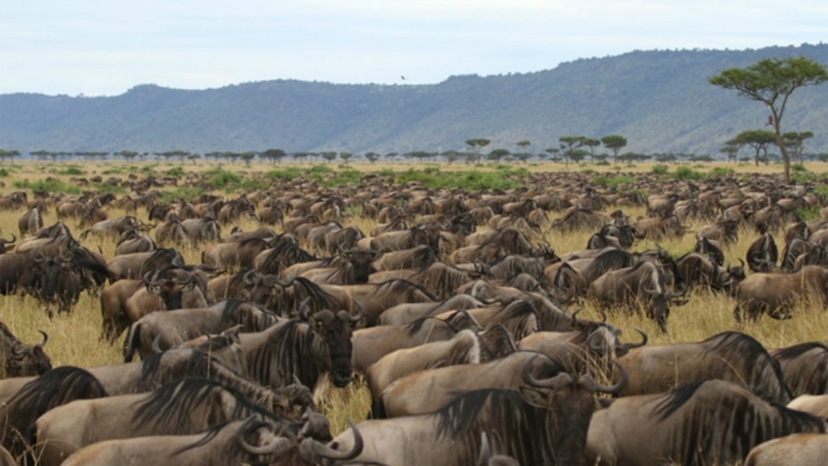 The Great Herd of Migrating Viruses | National Geographic