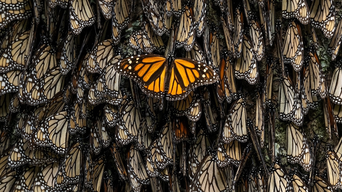 Follow the monarch on its dangerous 3,000-mile journey across the ...