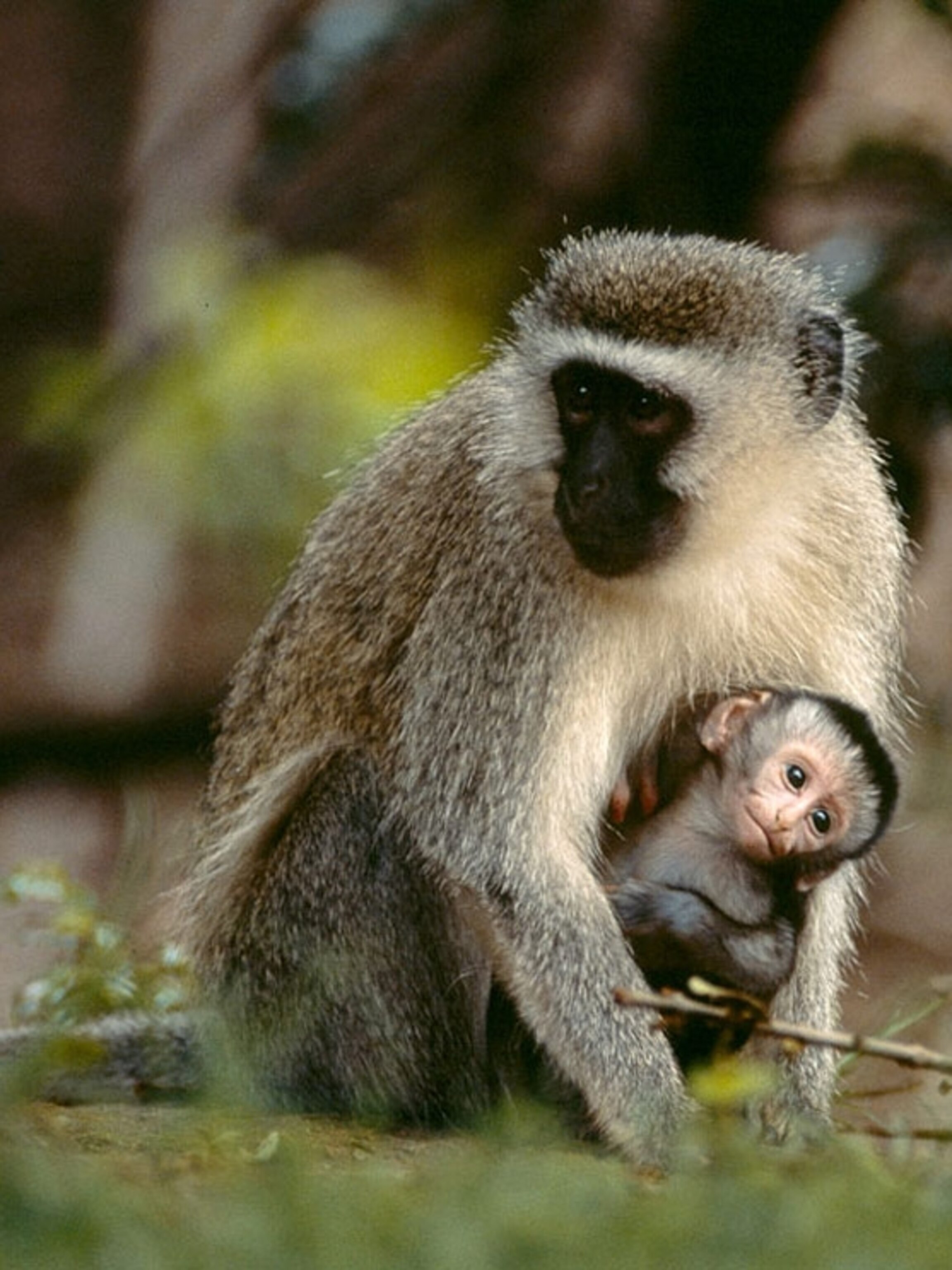 National Geographic Humanzee