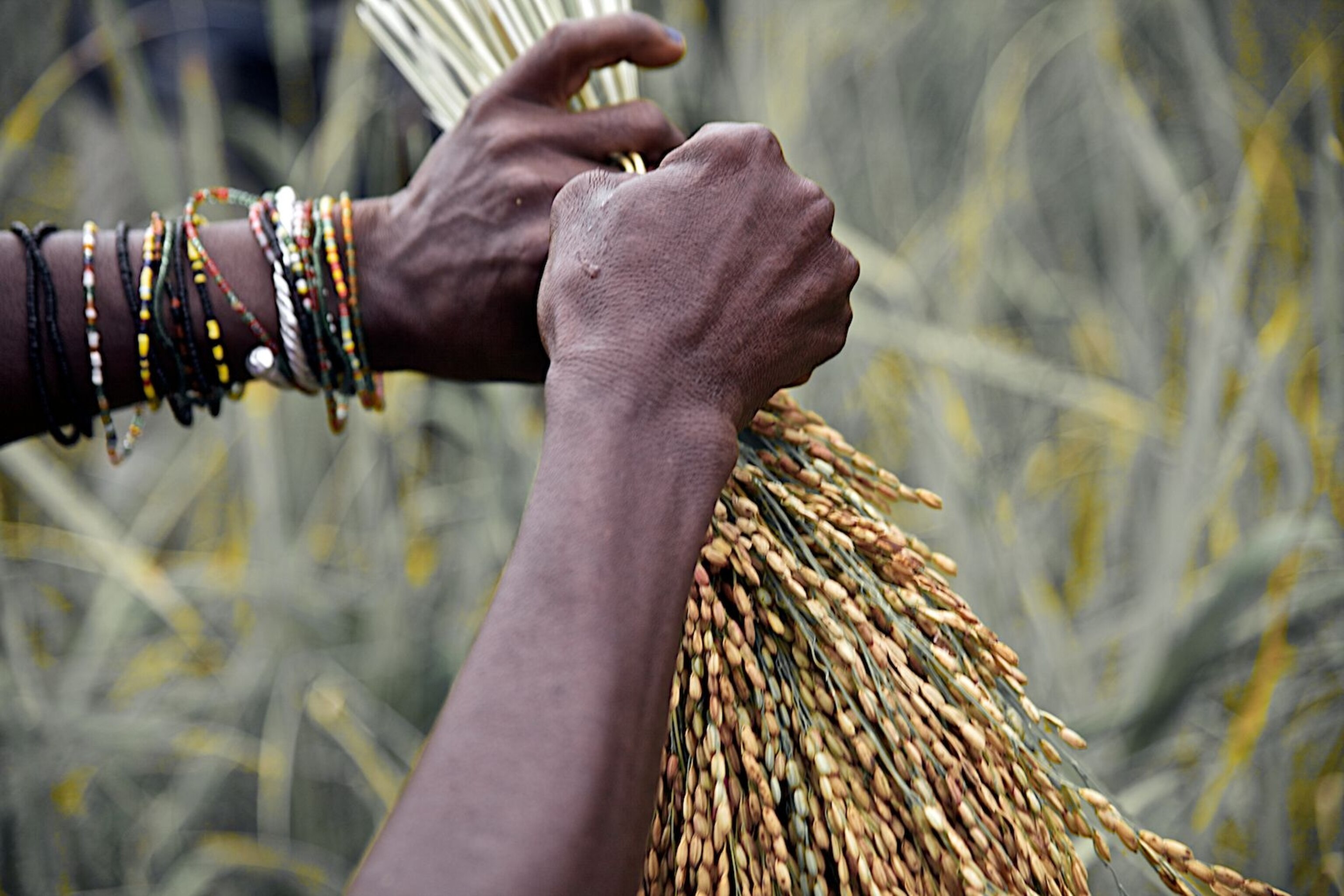 Your Shot: Who Runs the Harvest (Girls)
