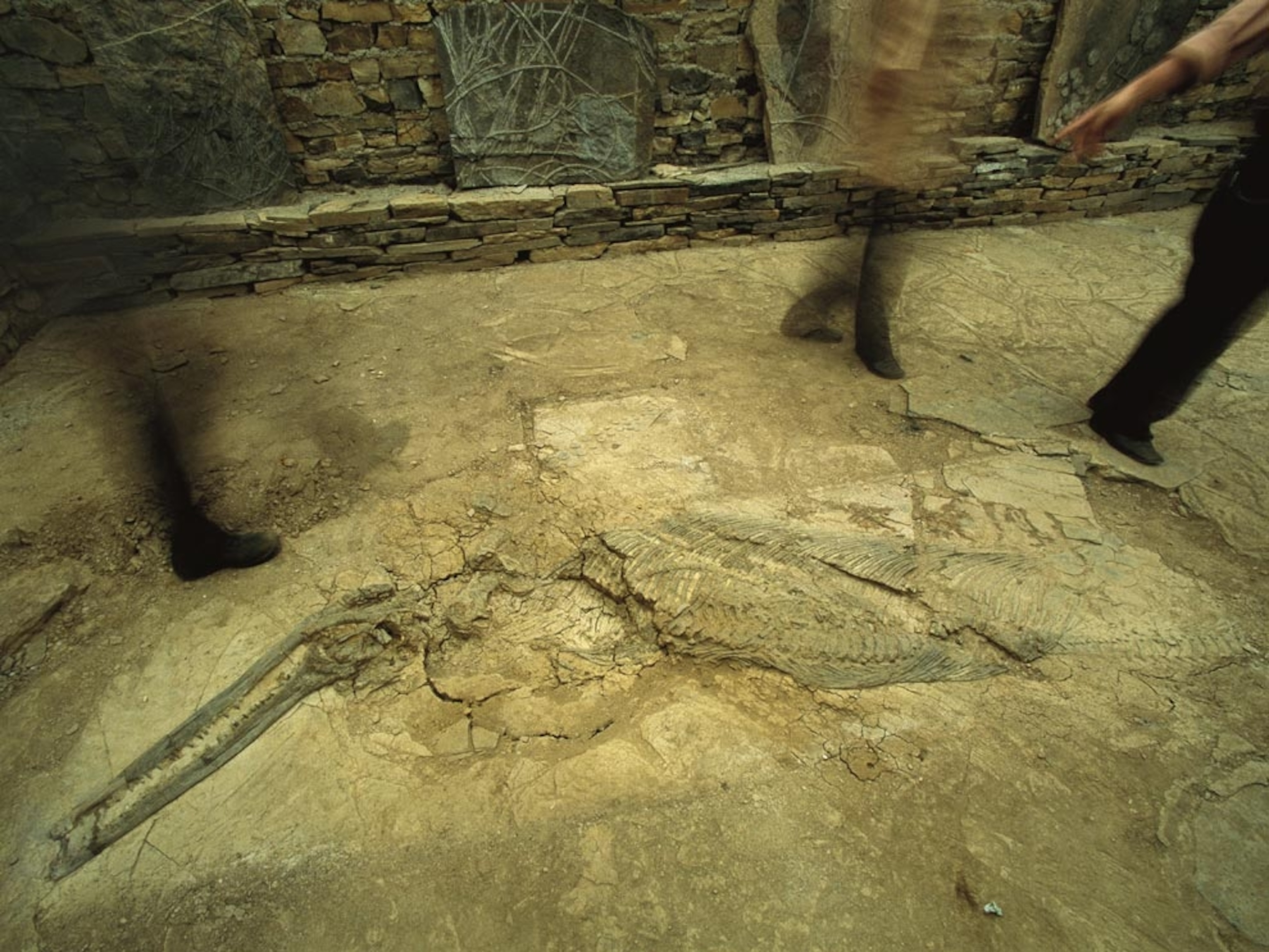 Mass extinction facts and information from National Geographic