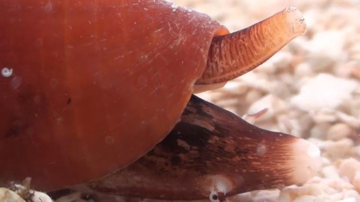 To Fight Opioid Addiction, Scientists See Promise in Sea Snail Venom ...