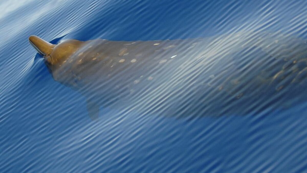 Do Beaked Whales Have Internal Antlers? | National Geographic