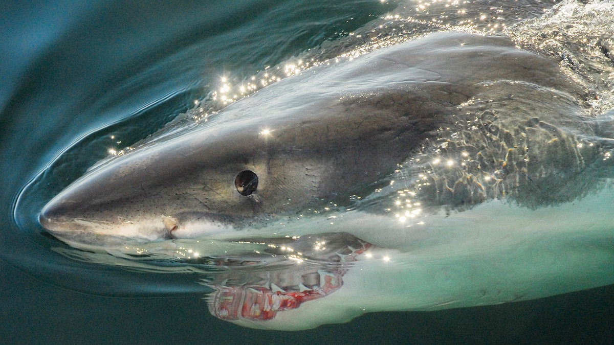 Great White Sharks Thriving in U.S. Waters | National Geographic