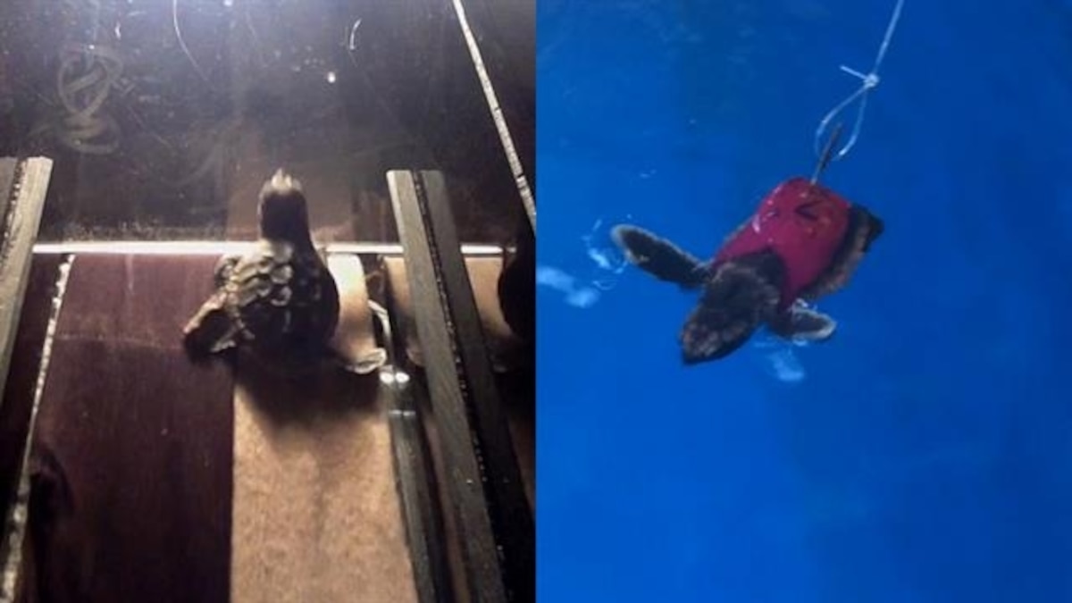 Baby Sea Turtles Run on Treadmills—for Science | National Geographic Baby Sea Turtles Run on Treadmills—for Science | National Geographic