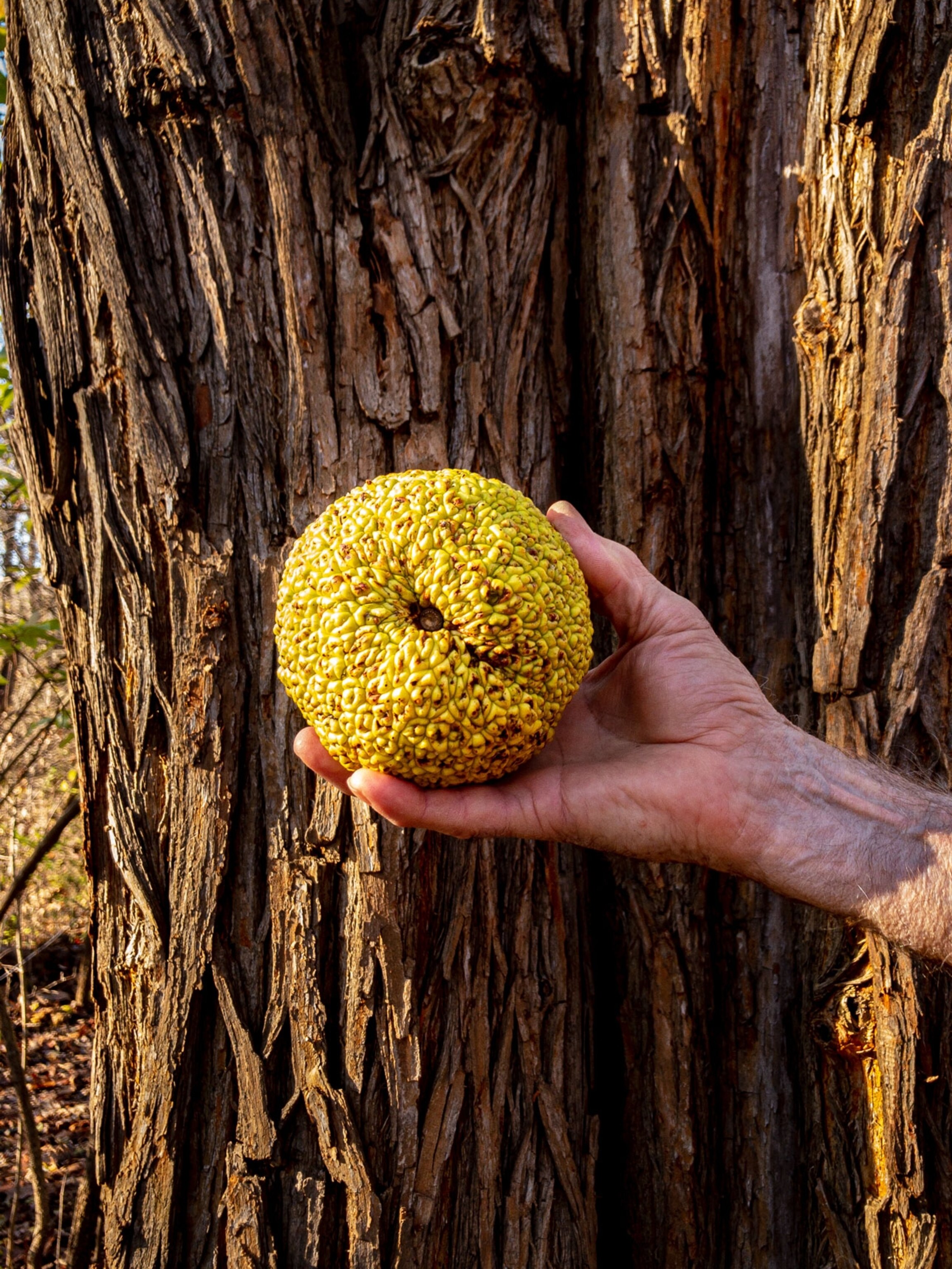 The surprising ancient history of the hedge apple