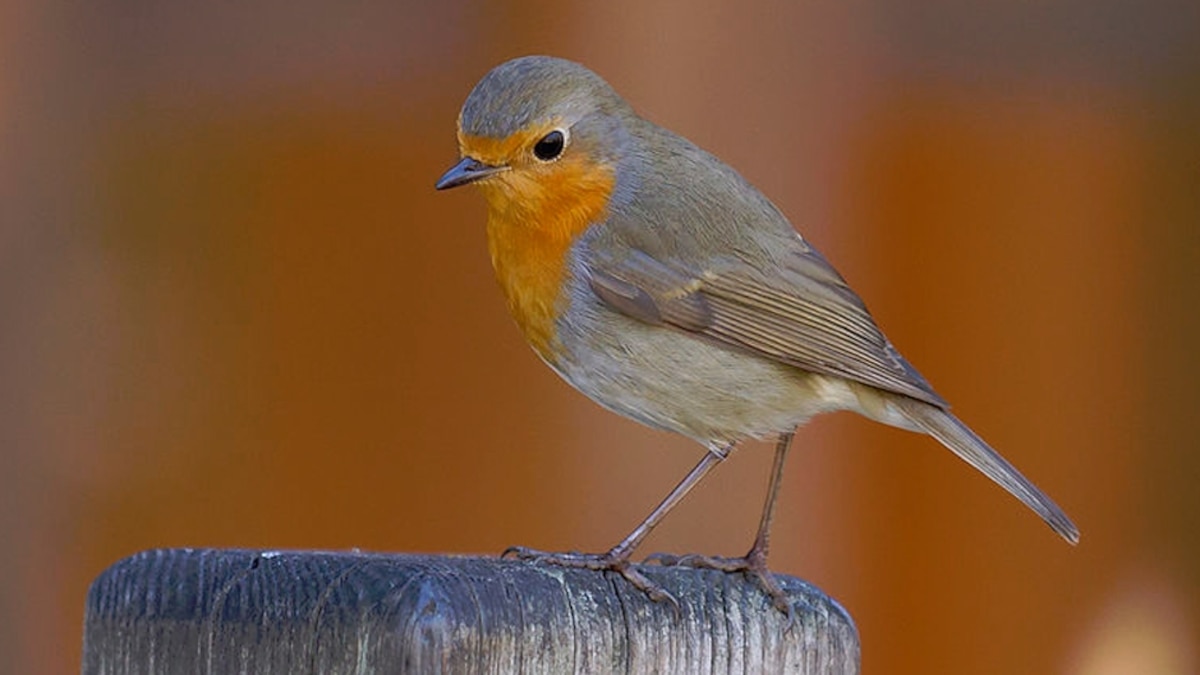 Man-Made Electromagnetic Noise Disrupts a Bird’s Compass | National ...
