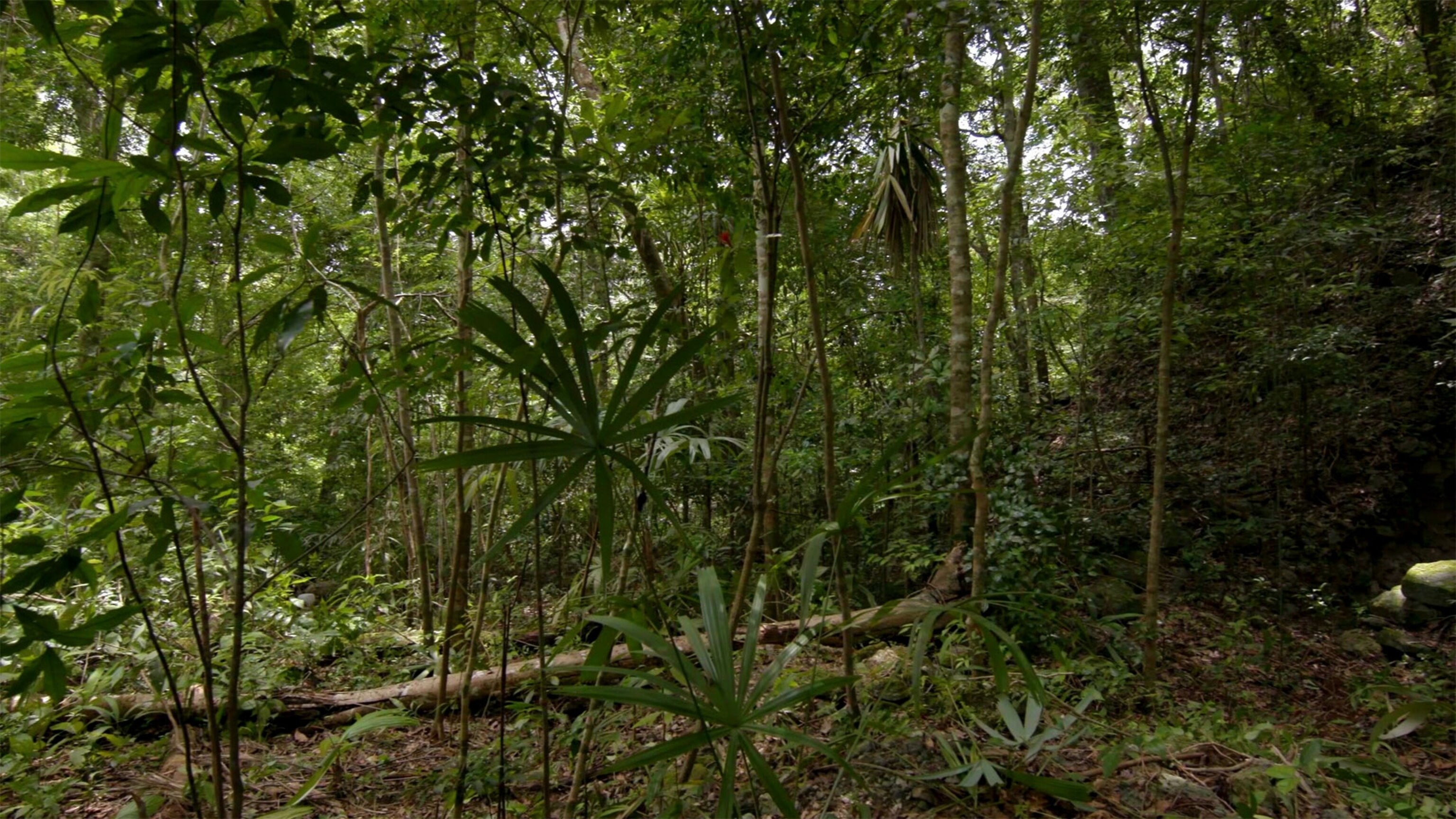 Guatemala's Maya Society Featured Huge 'Megalopolis,' LiDAR Data Show