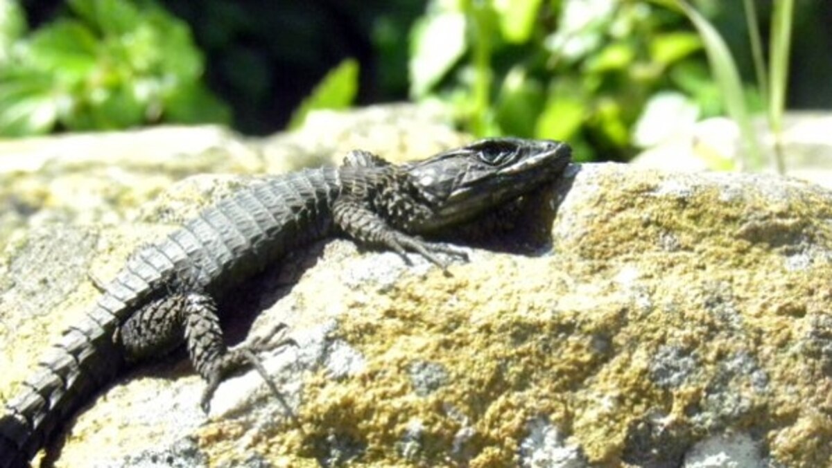 Photo safari – black girdled lizard | National Geographic
