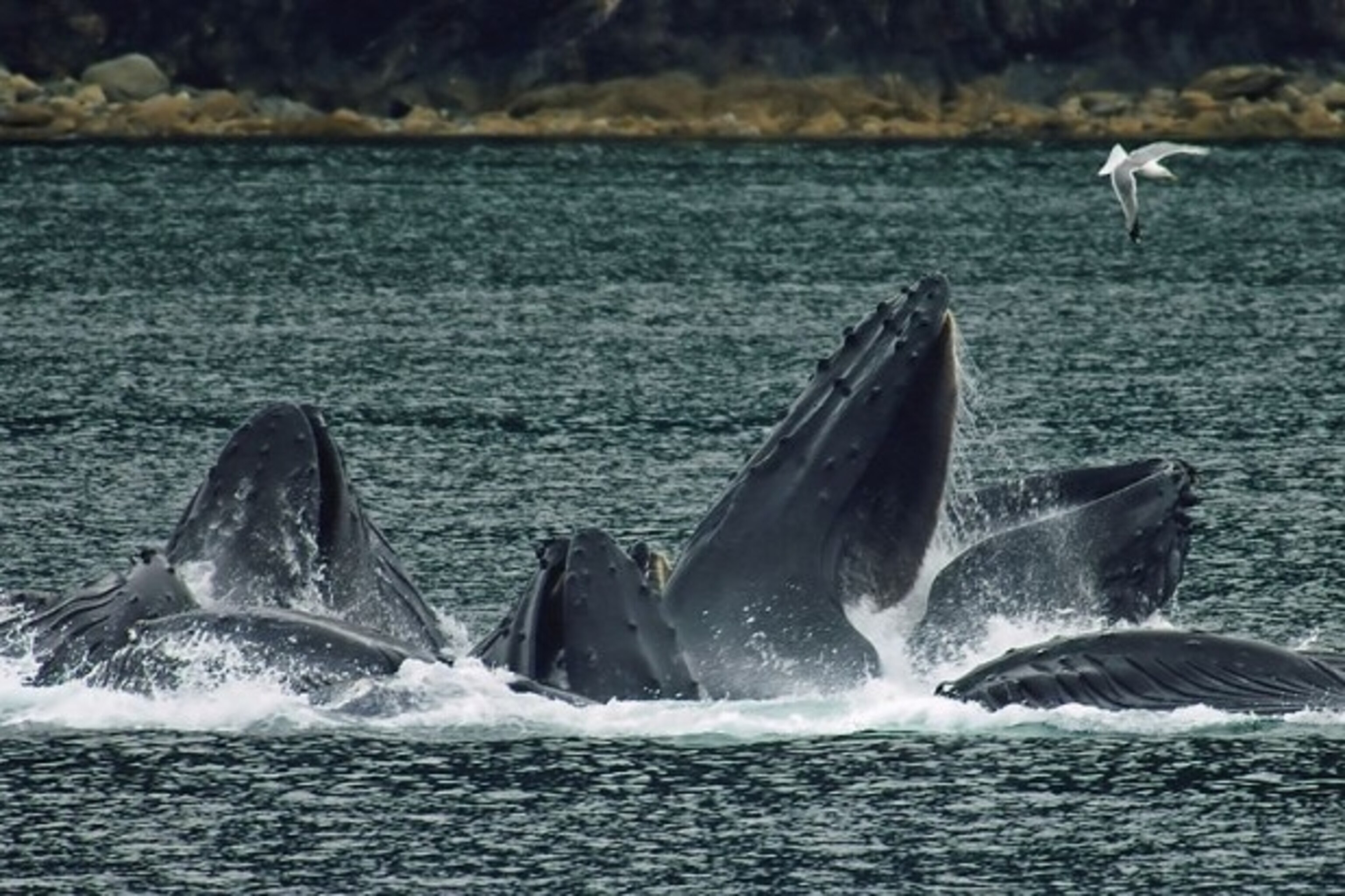 Why Is a Pelican Like a Whale?