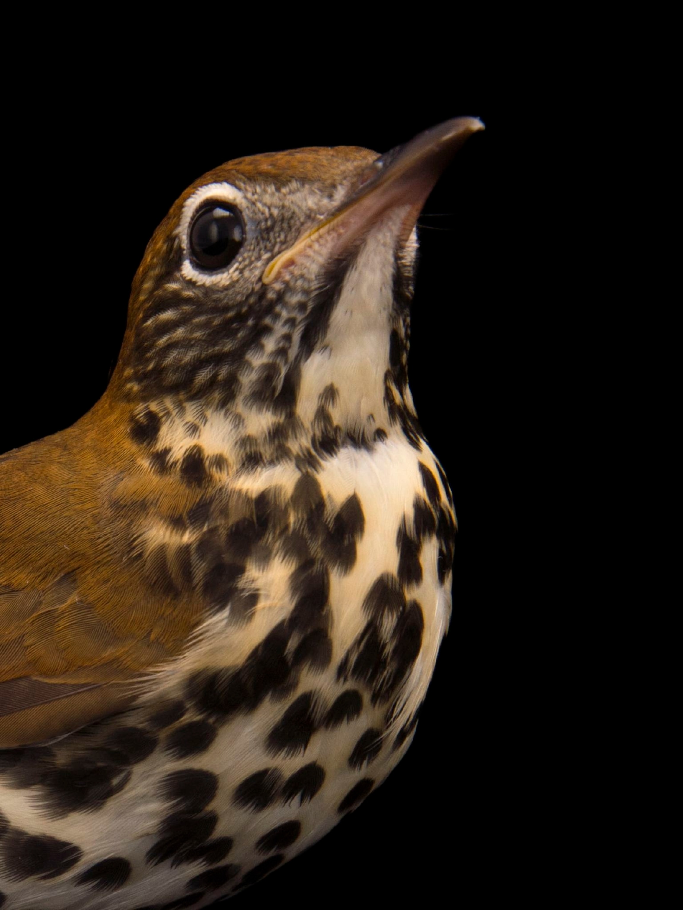 Wood Thrush Flying