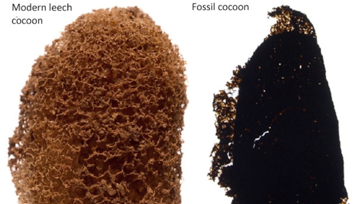 Fossilised Microbe in 200 Million Year Old Leech Cocoon | National ...