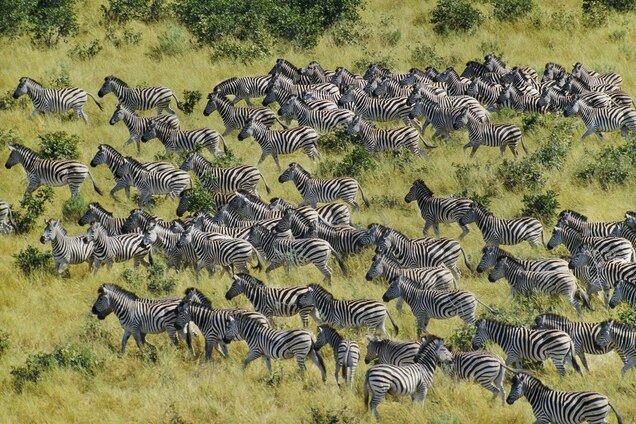 Zebra Population