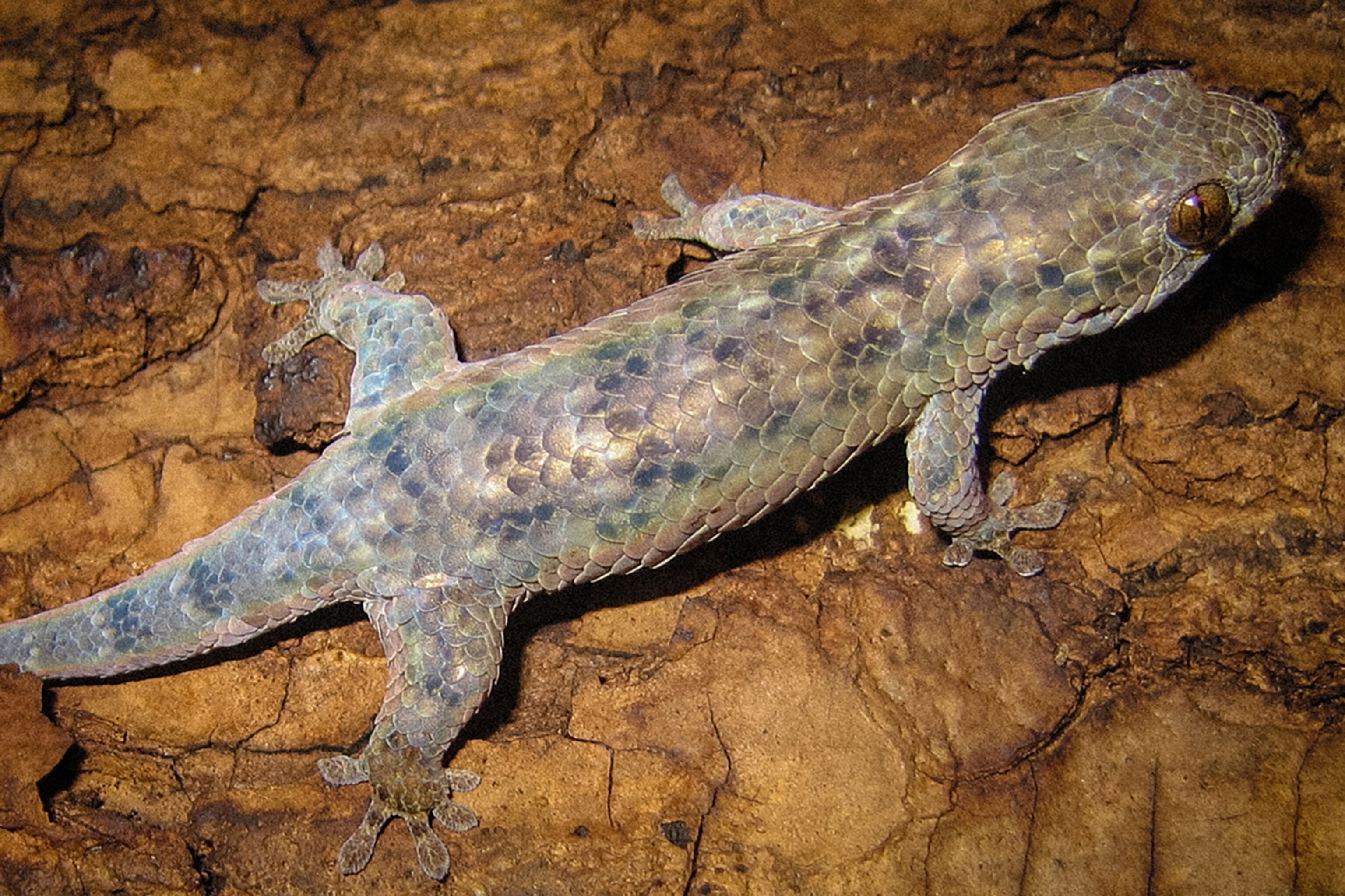 New Gecko Sheds Skin on Demand, Looks Like Raw Chicken