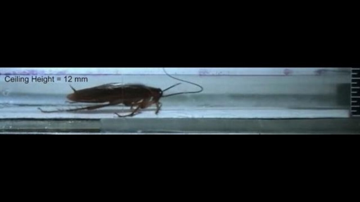 American Cockroaches' Genes Help Them Survive—DNA Study Finds ...
