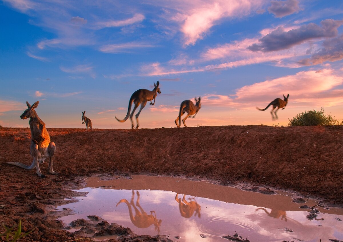 Unique Among Animals, Kangaroos Use Tail as Fifth Leg, Scientists Find