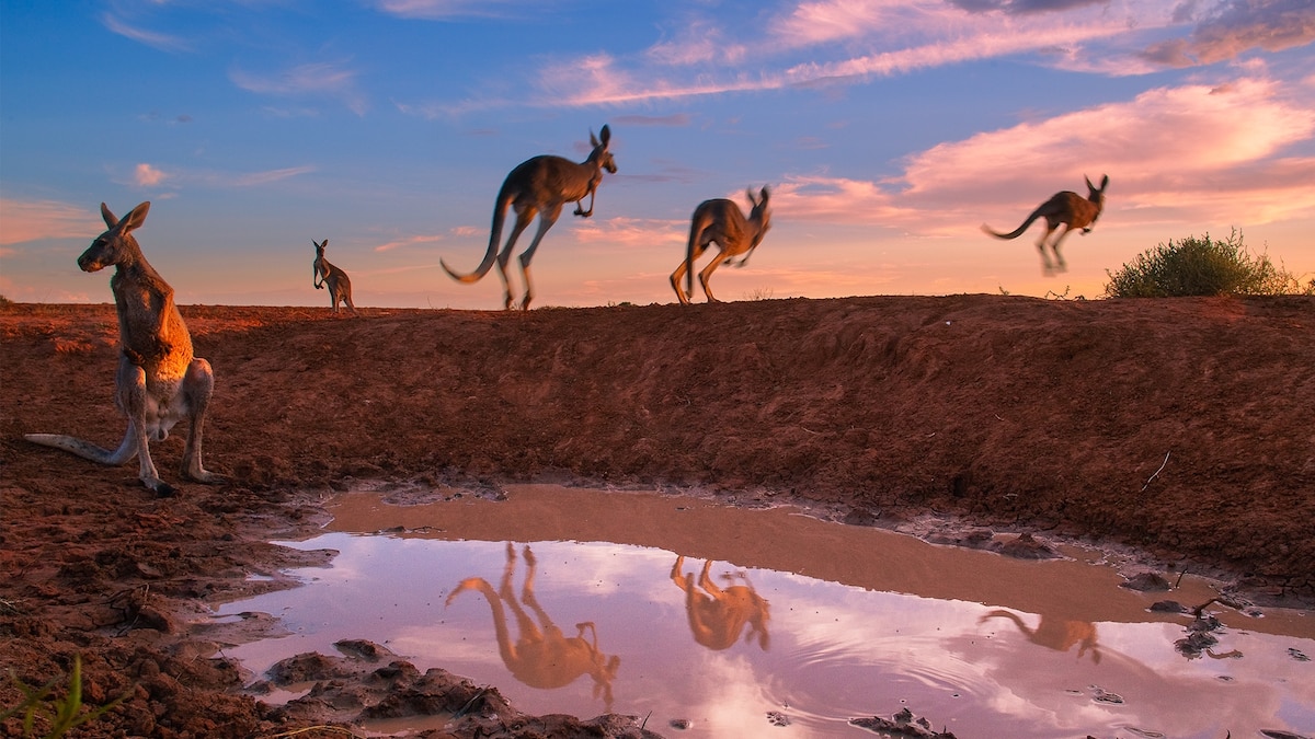 Unique Among Animals, Kangaroos Use Tail as Fifth Leg, Scientists Find ...