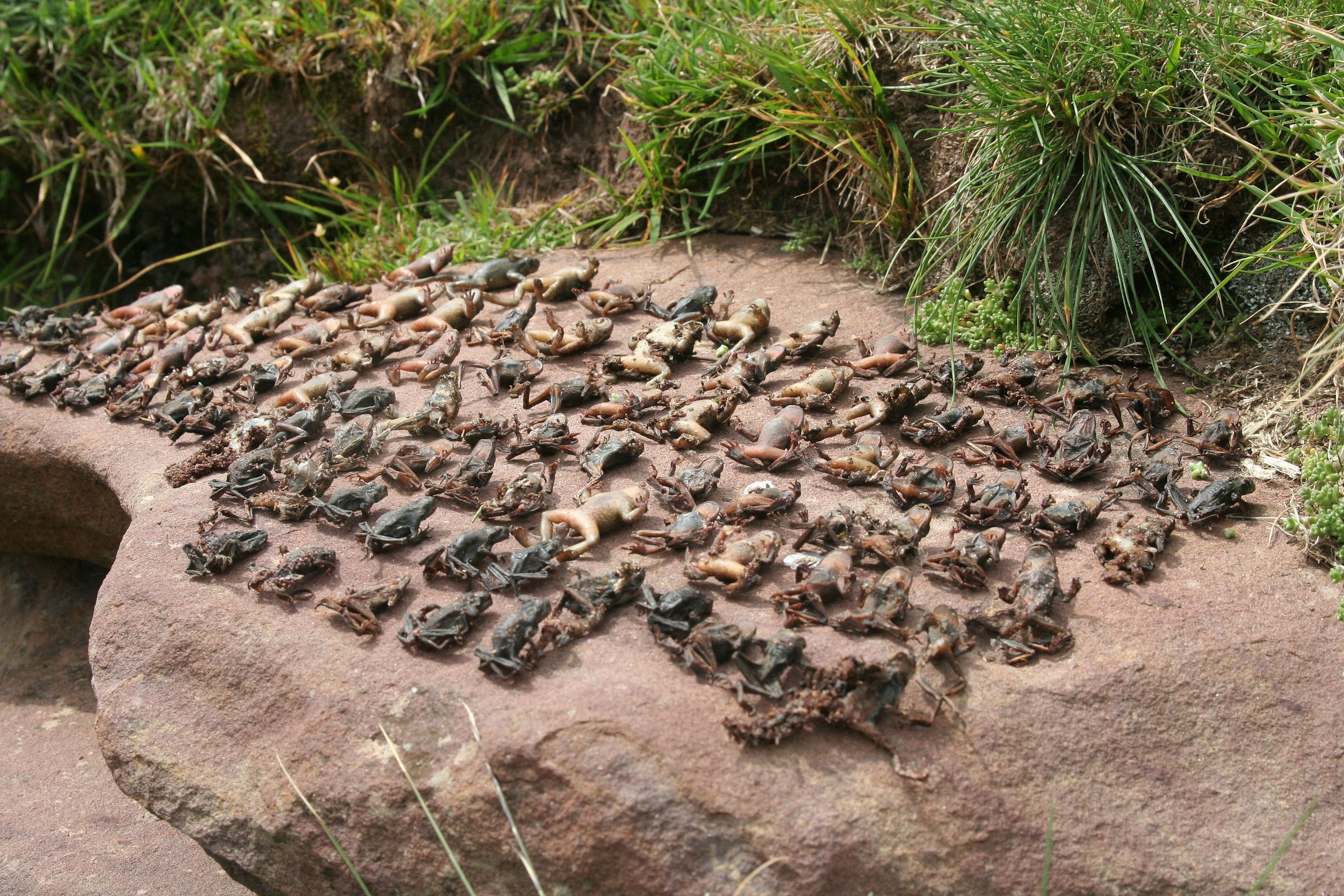 Ground Zero of Amphibian 'Apocalypse' Finally Found