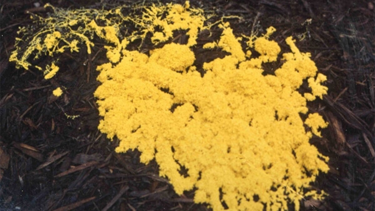 Brainless slime mould makes decisions like humans | National Geographic