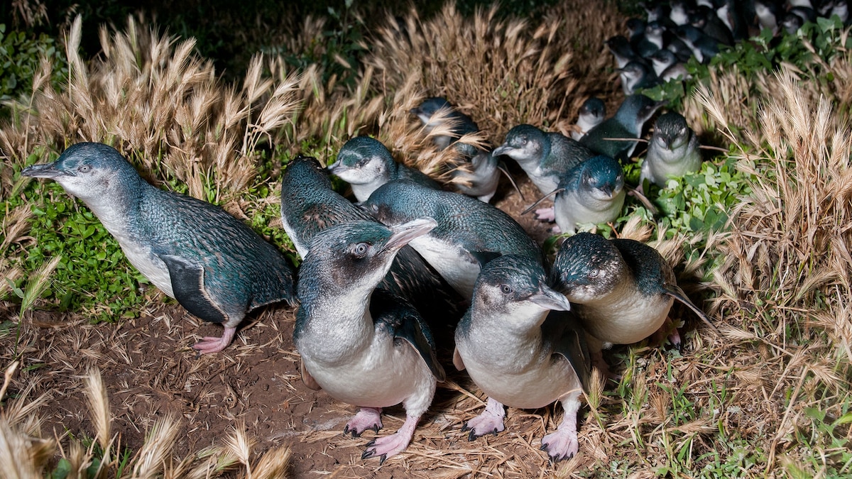 The World's Smallest Penguin May Be In Danger | National Geographic