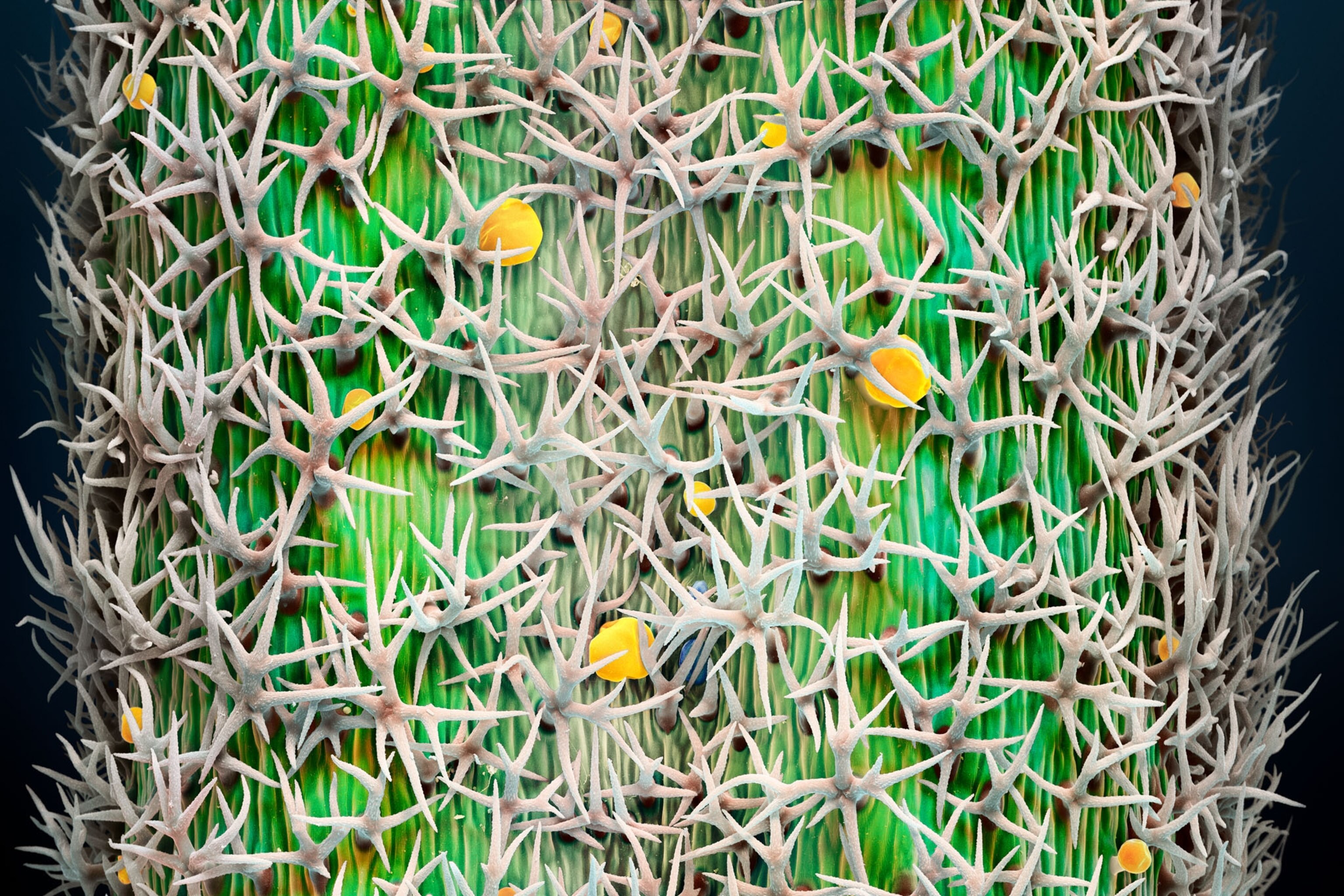 Microscopic images reveal how herbs get their flavor