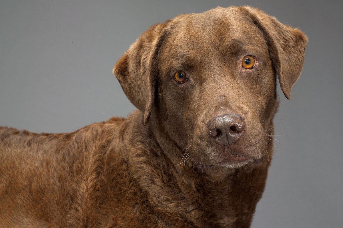 Centuries of breeding have reshaped dog brains—here’s how