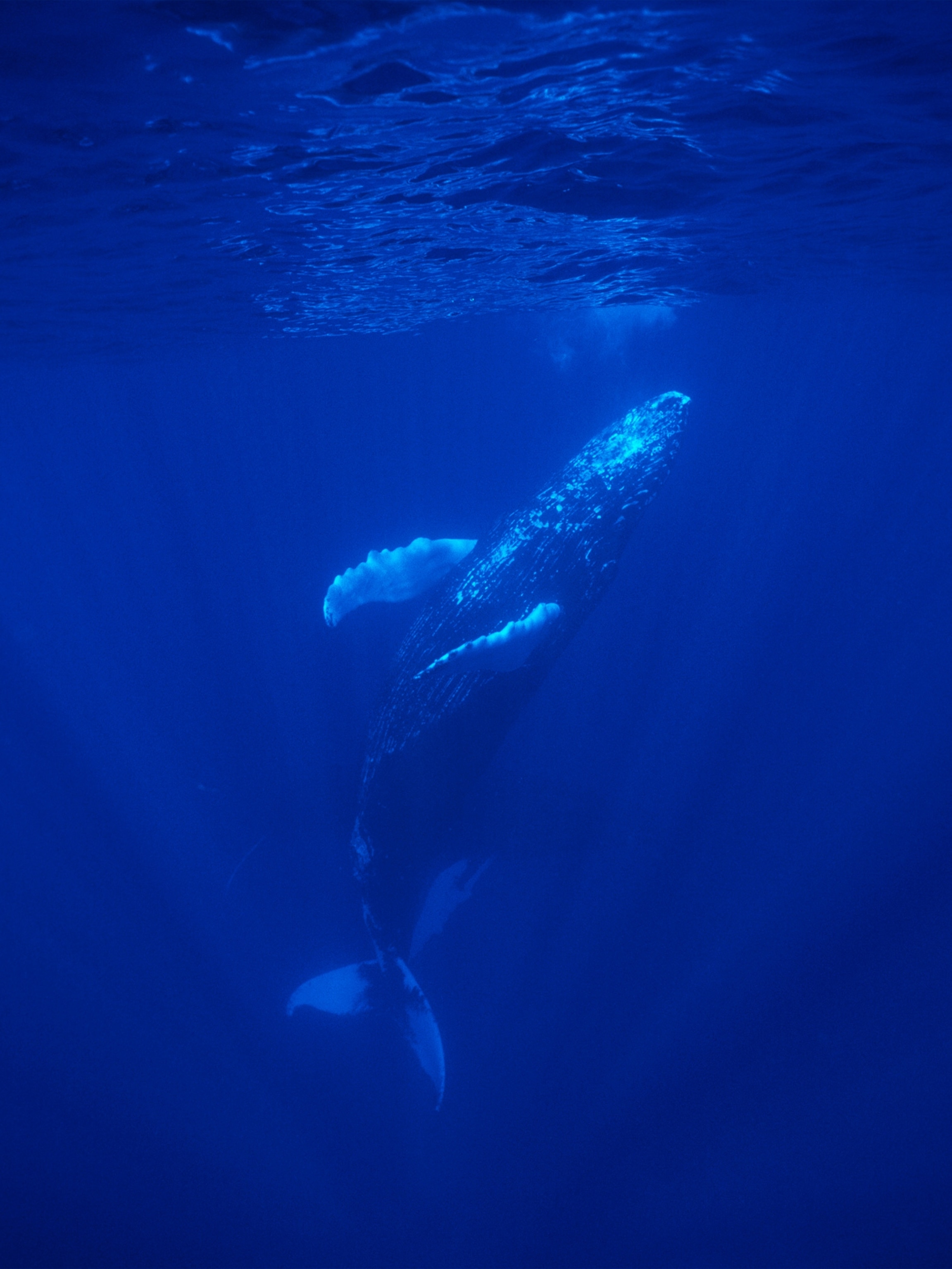 New Ancient Members of Whale Family Found