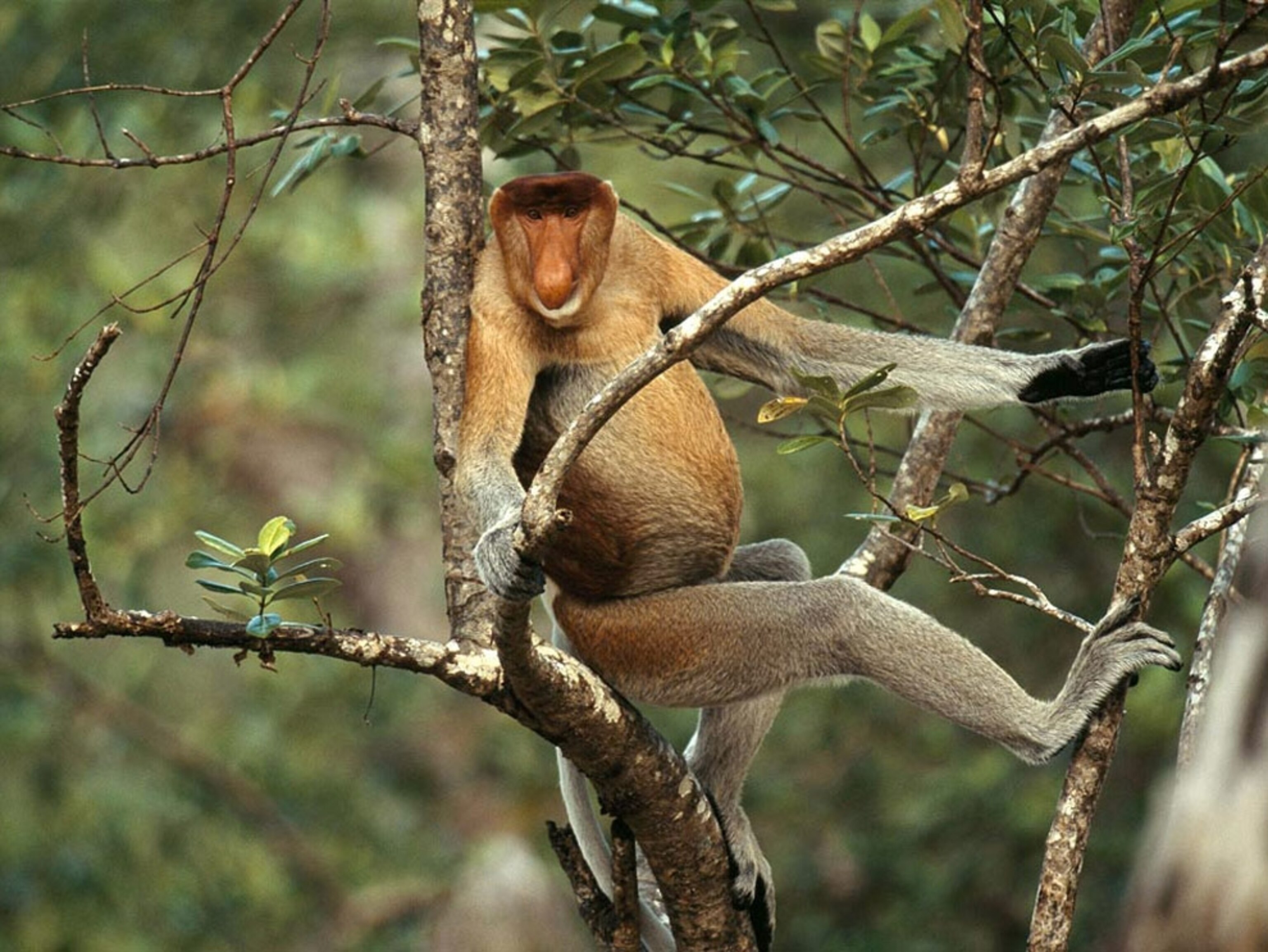 Monkey Pictures - Primate Wallpapers - National Geographic