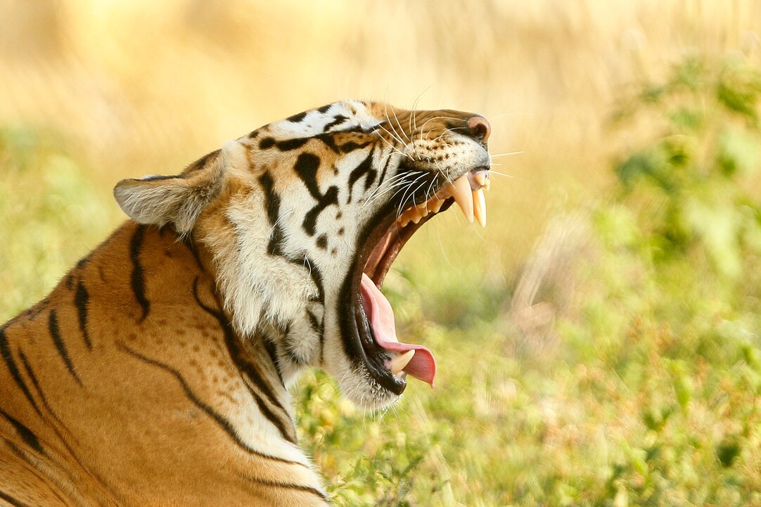 Bengal Tiger Growling
