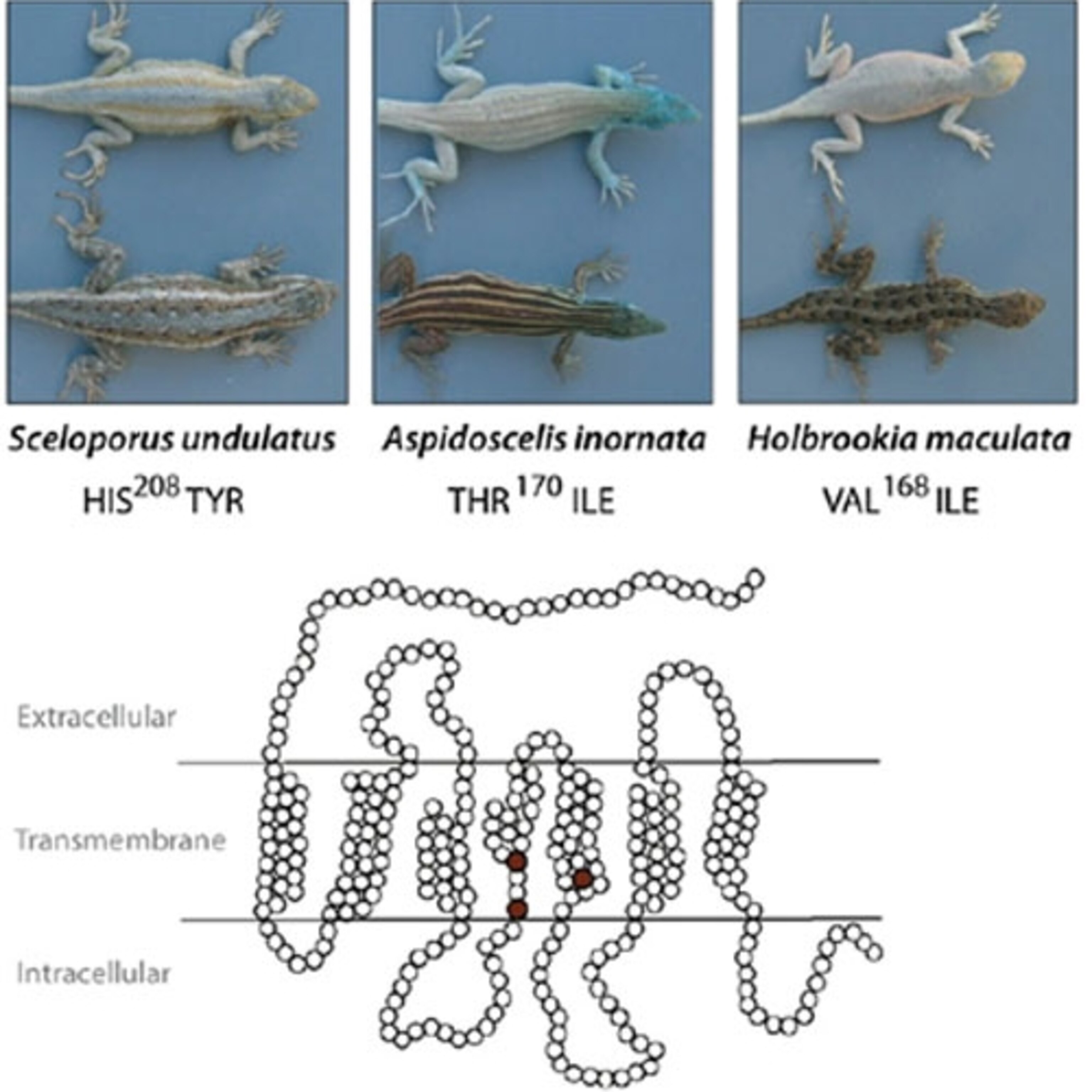 Three desert lizards evolve white skins through different mutations to ...
