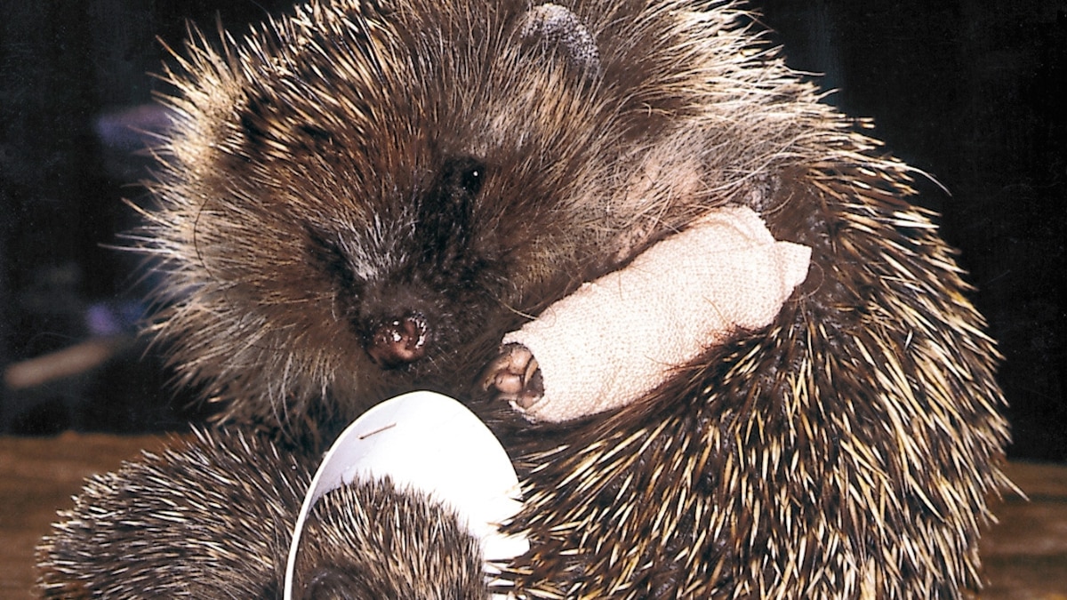 How a Lowly Hedgehog Raised the Bar on Wildlife Care | National Geographic