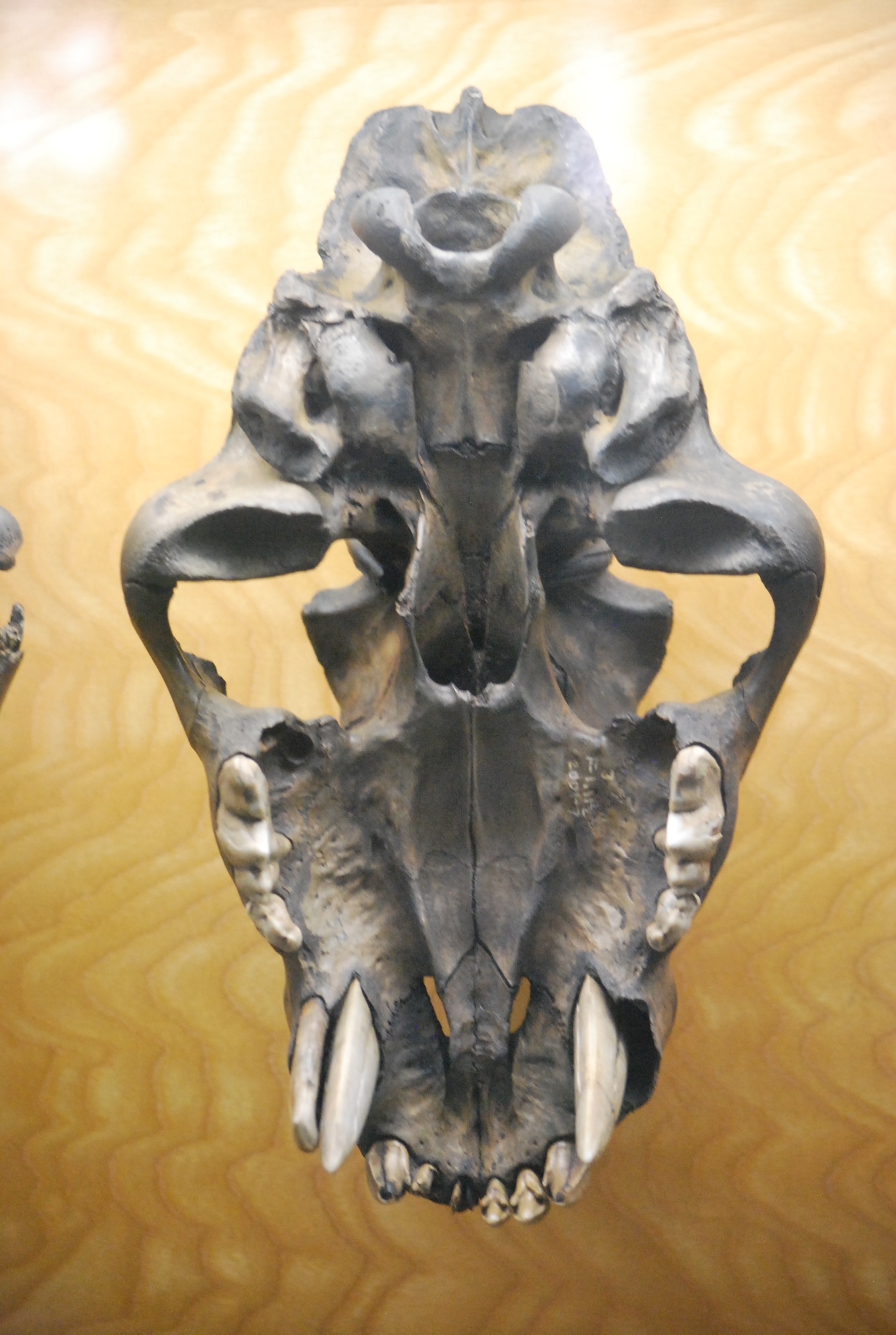 How Saberkittens Got Their Fangs | National Geographic