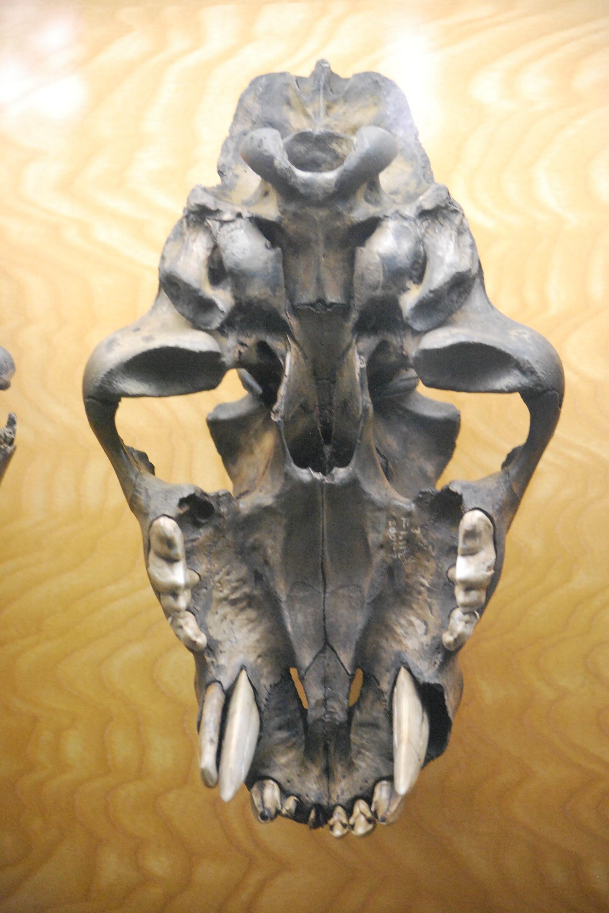 How Saberkittens Got Their Fangs